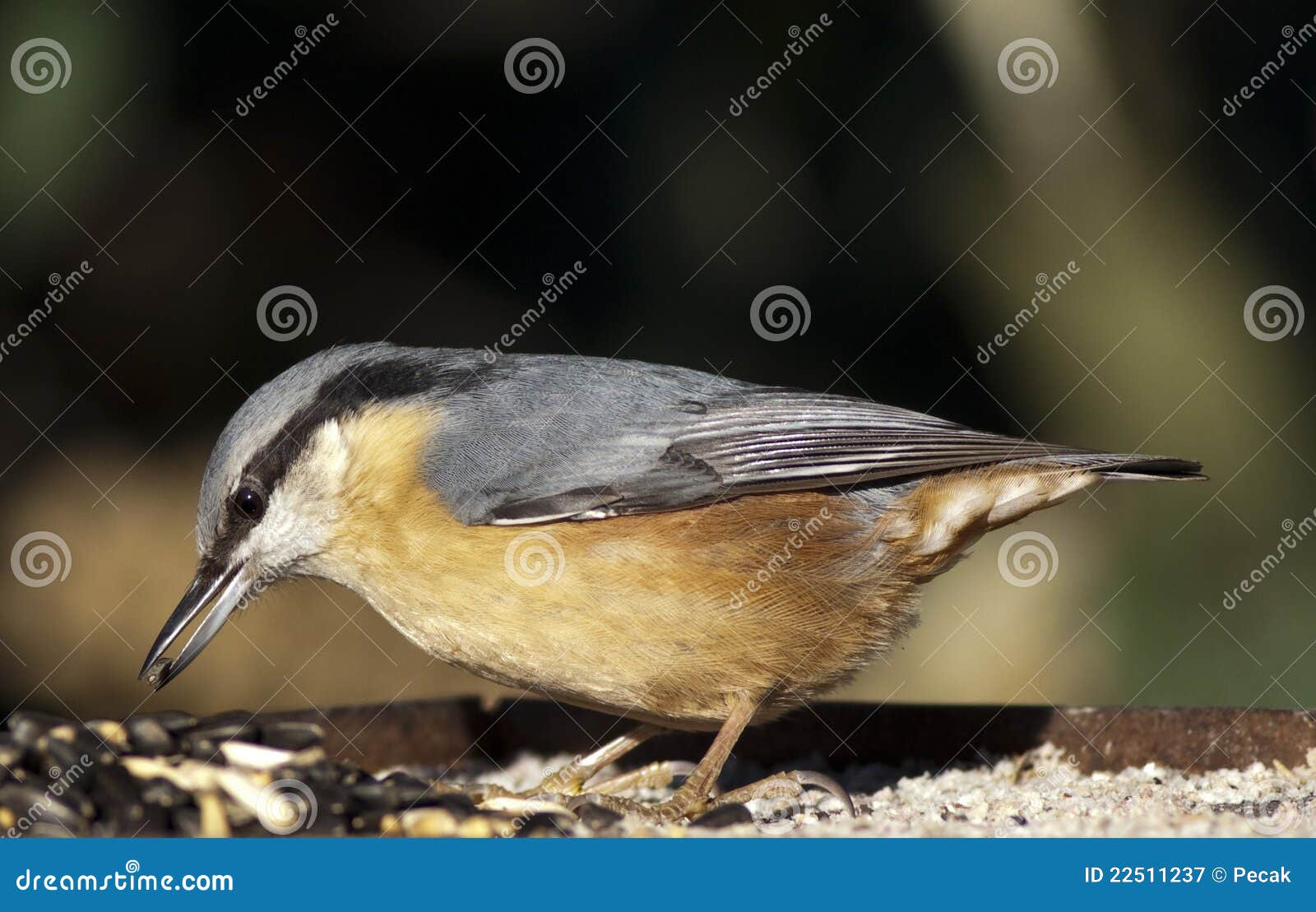 Nuthatch stock image. Image of seed, beak, eurasian, park - 22511237