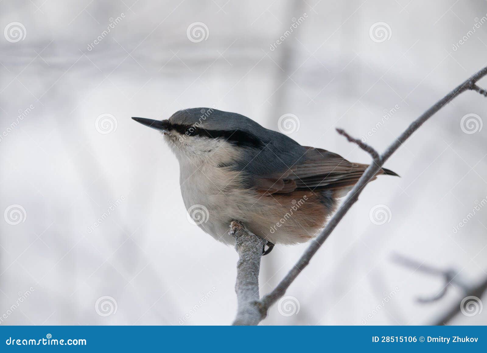 The nuthatch stock photo. Image of branch, winter, feather - 28515106