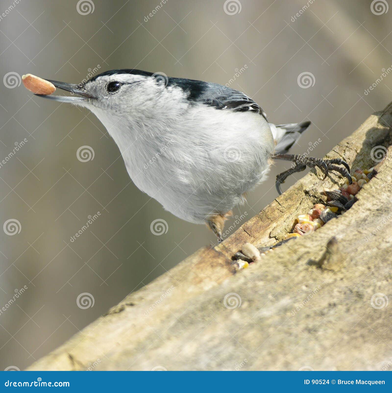 Nuthatch 4 stock photo. Image of nuthatch, wildlife, tree - 90524