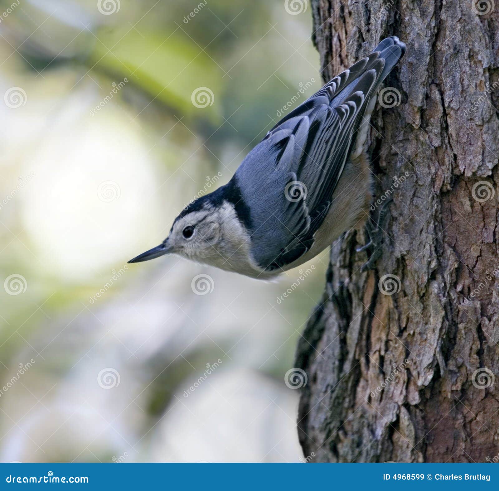 Nuthatch stock image. Image of avian, animal, wildlife - 4968599