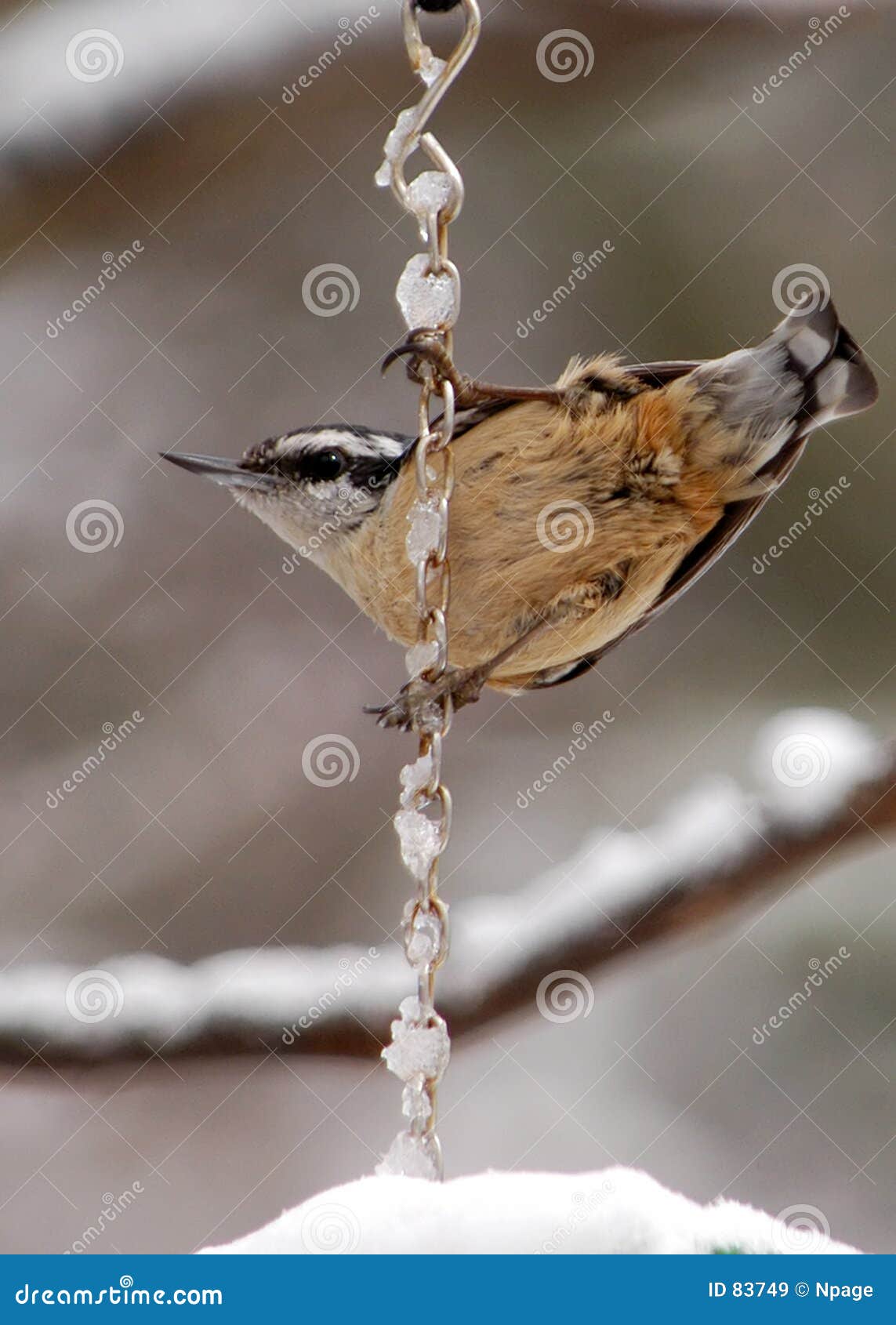 Nuthatch stock image. Image of bird, nuthatch, breasted - 83749