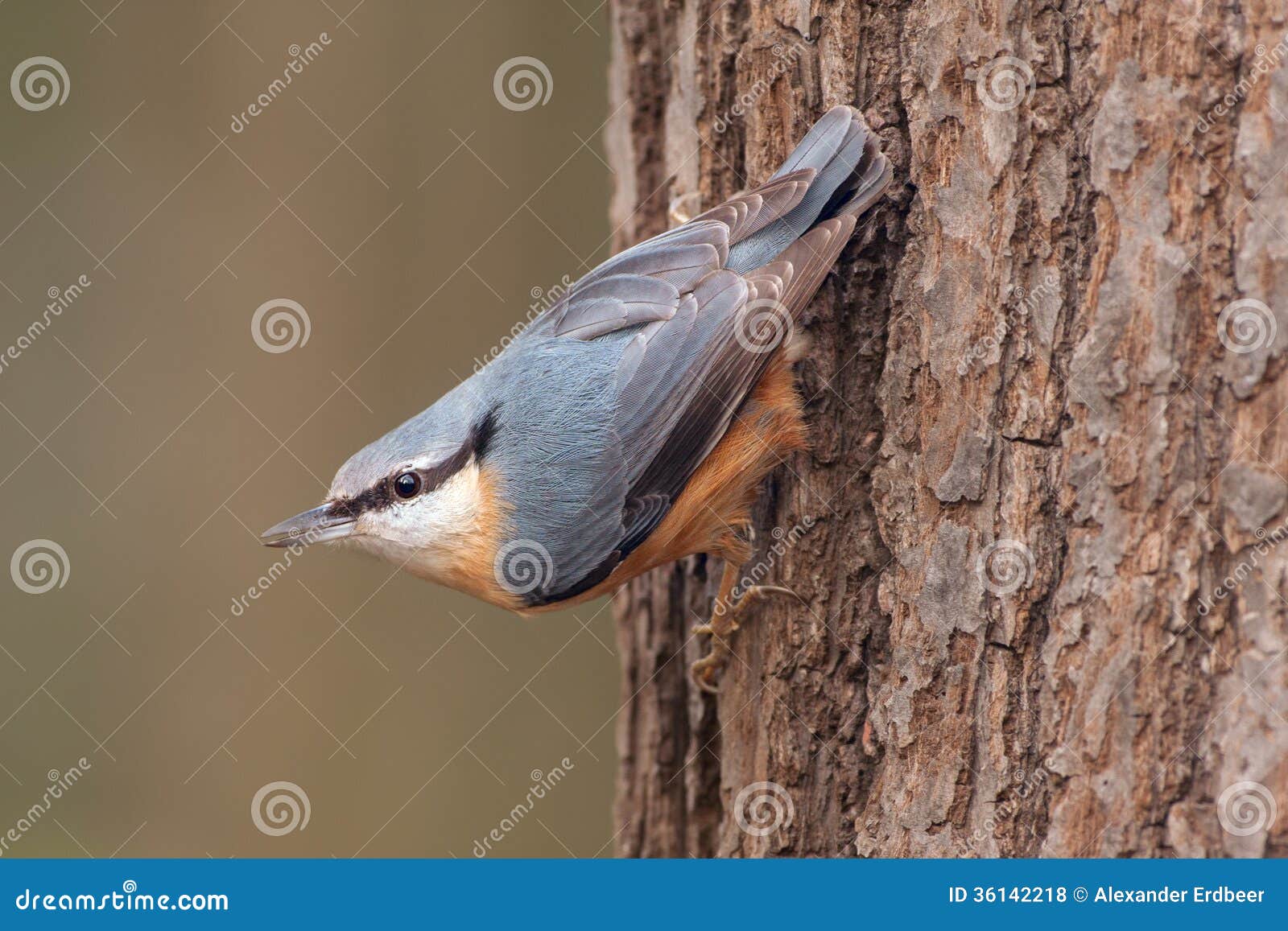 Nuthatch stock photo. Image of treecreeper, tree, closeup - 36142218