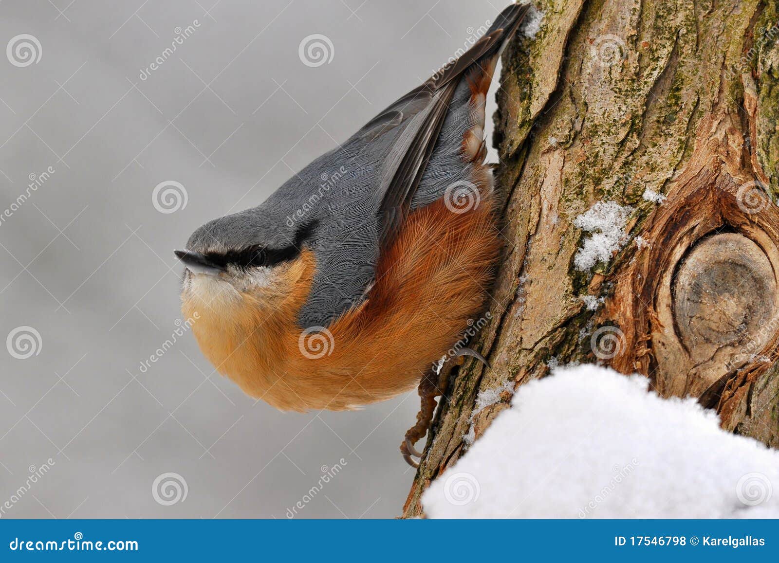Nuthatch bird. stock photo. Image of place, plume, sittidae - 17546798