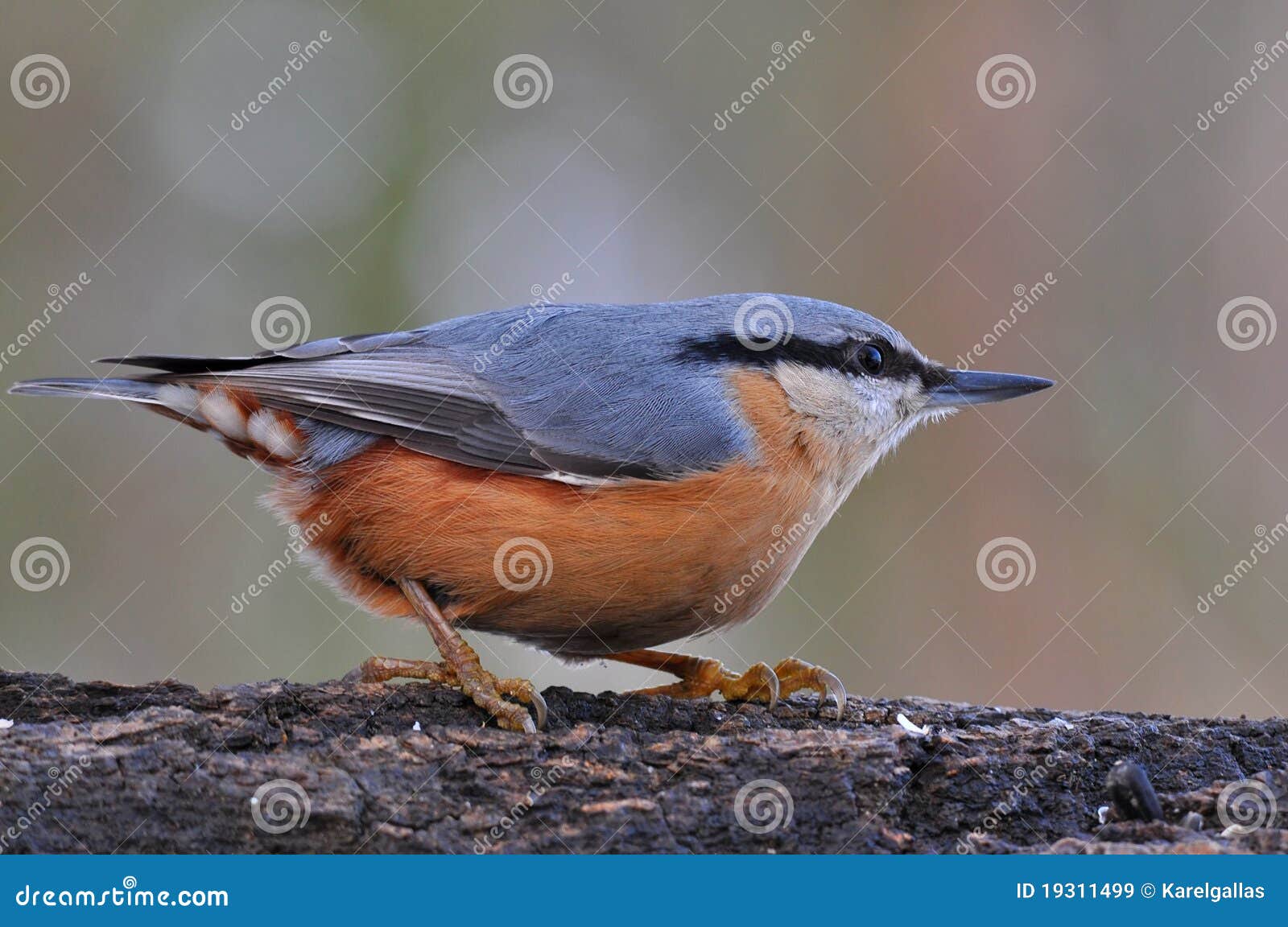 Nuthatch bird stock image. Image of nutpecker, nuthatch - 19311499