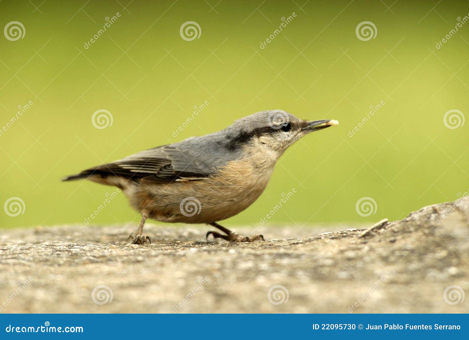 Nuthatch bird stock photo. Image of legs, wings, wildlife - 22095730