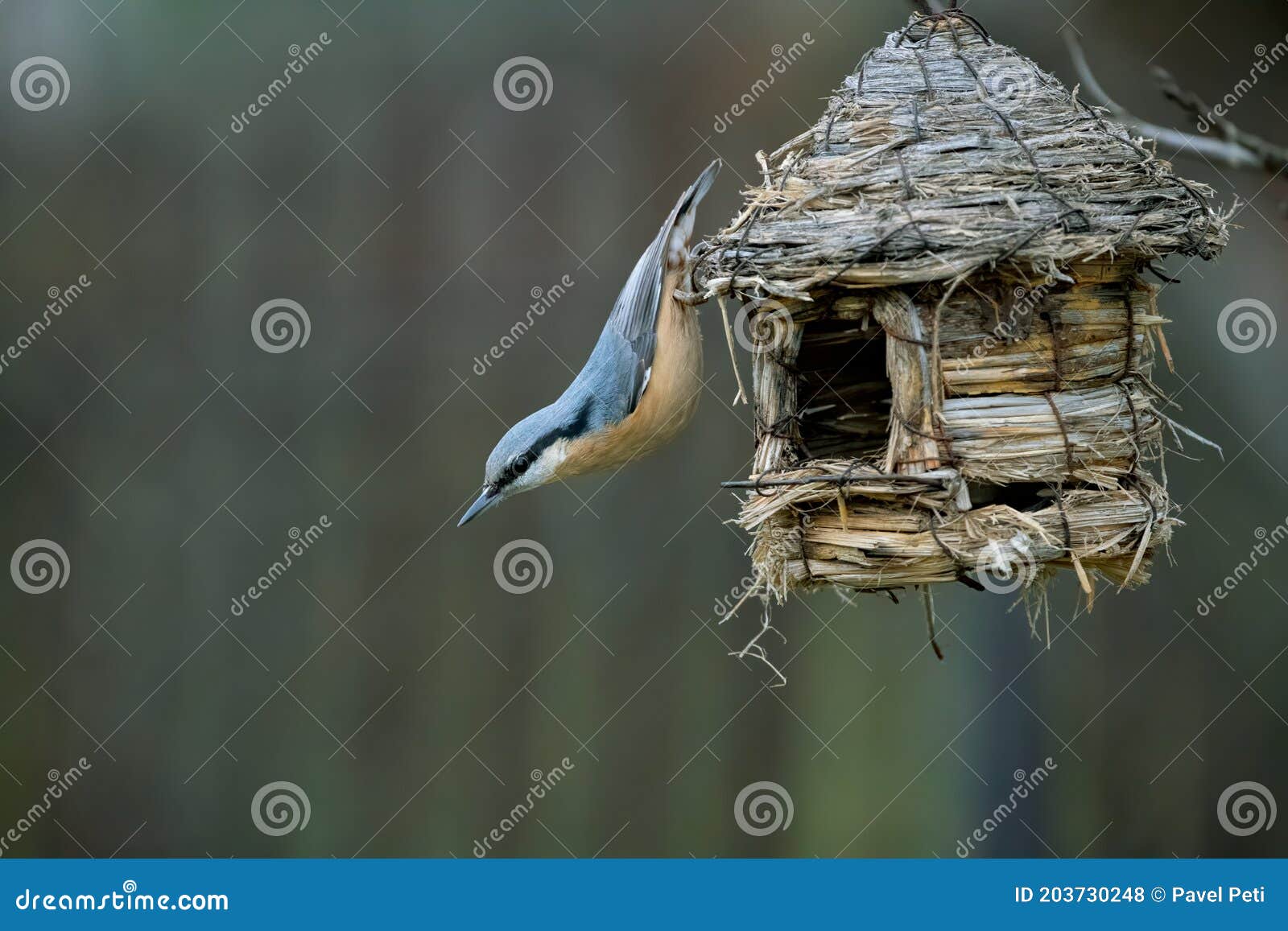 Nuthatch on a bird feeder stock photo. Image of birdphotography - 203730248