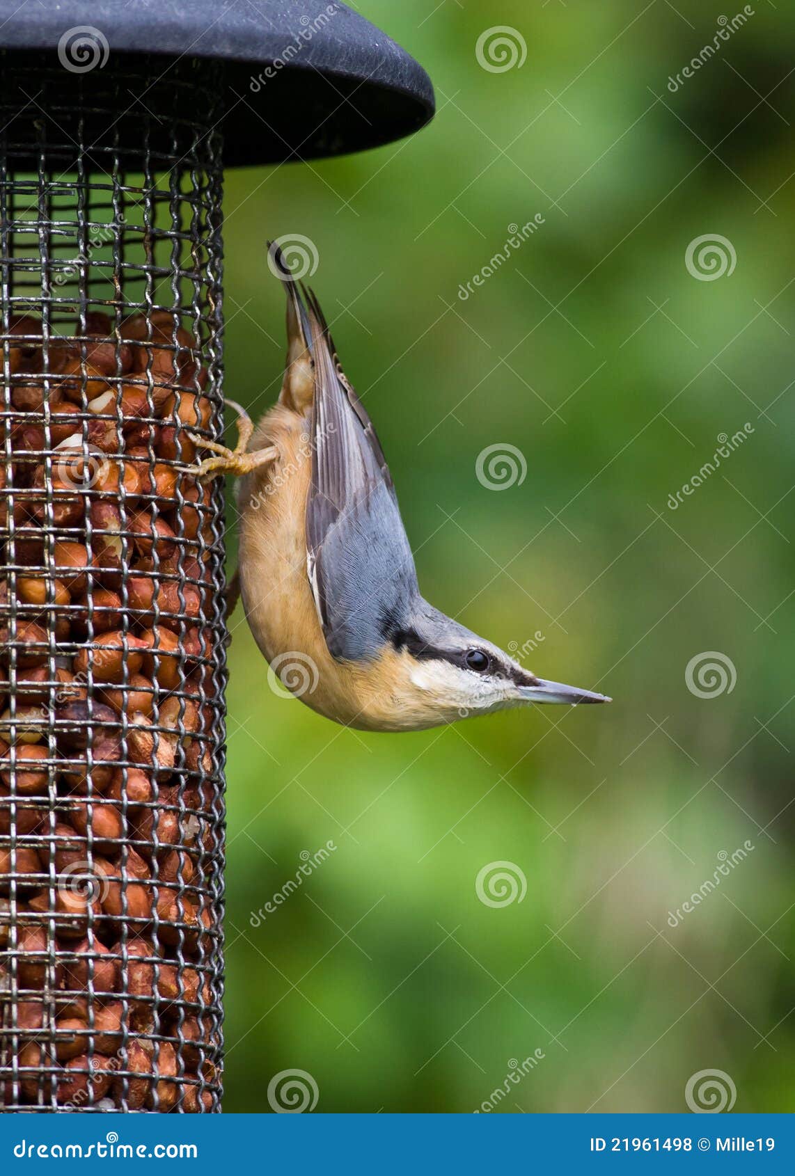 Nuthatch on bird feeder stock photo. Image of nuthatch - 21961498