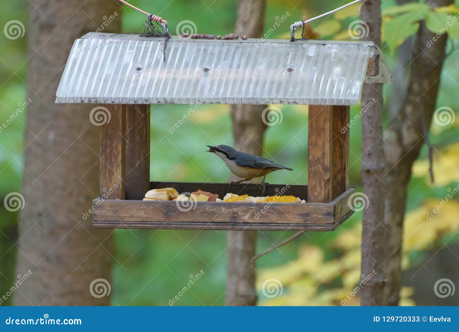 Nuthatch on the Bird Feeder in the Forest. Stock Image - Image of food ...