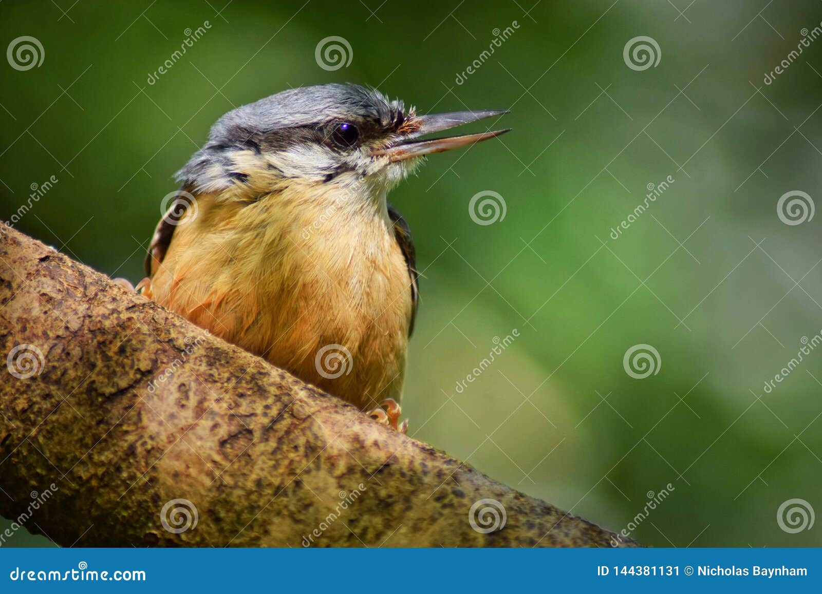 Nuthatch Bird stock image. Image of bird, wildlife, nature - 144381131