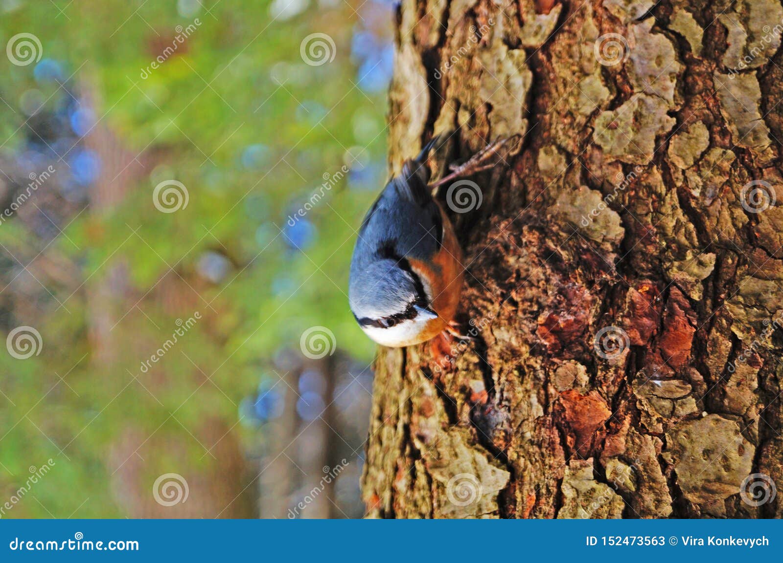 A Nuthatch Bird with Orange and Gray Feathers Sits on a Tree Stock ...