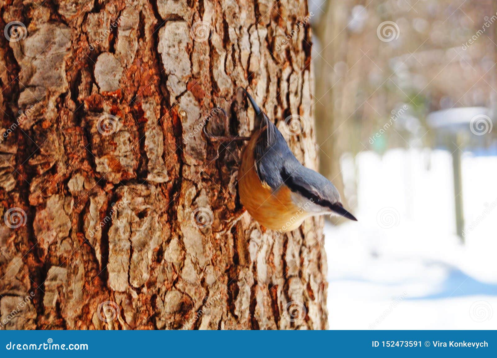 A Nuthatch Bird with Orange and Gray Feathers Sits on a Tree Stock ...