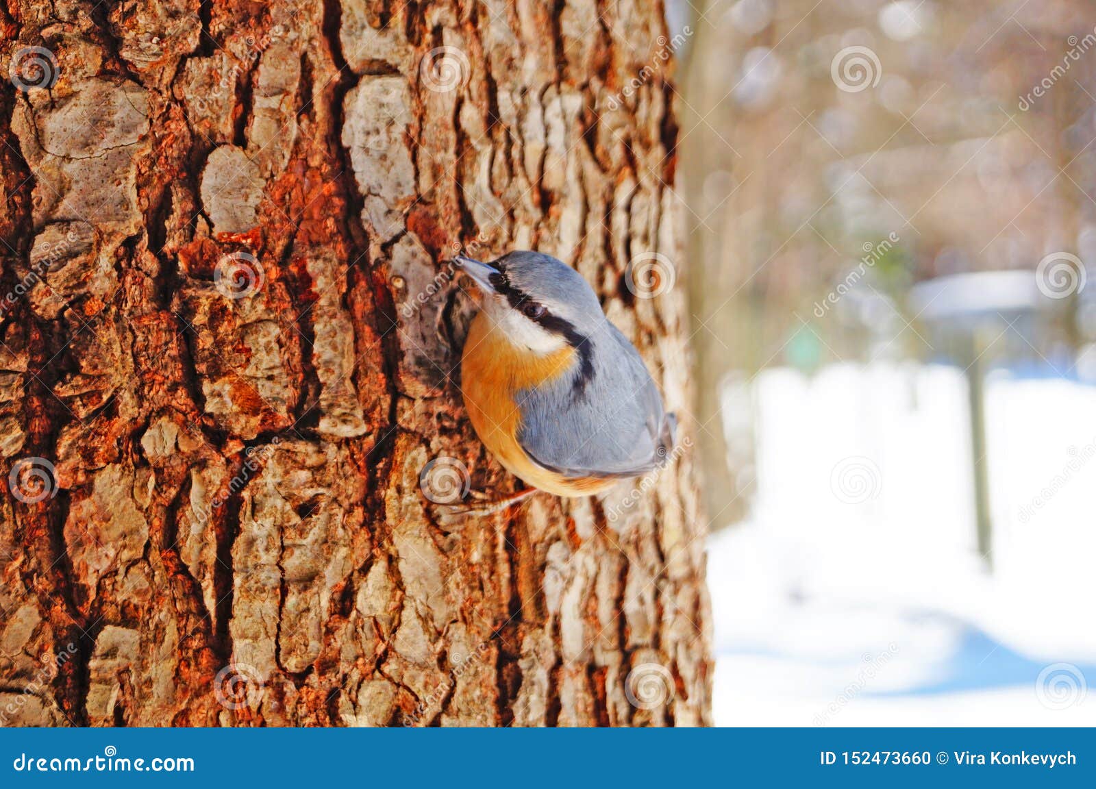 A Nuthatch Bird with Orange and Gray Feathers Sits on a Tree Stock ...