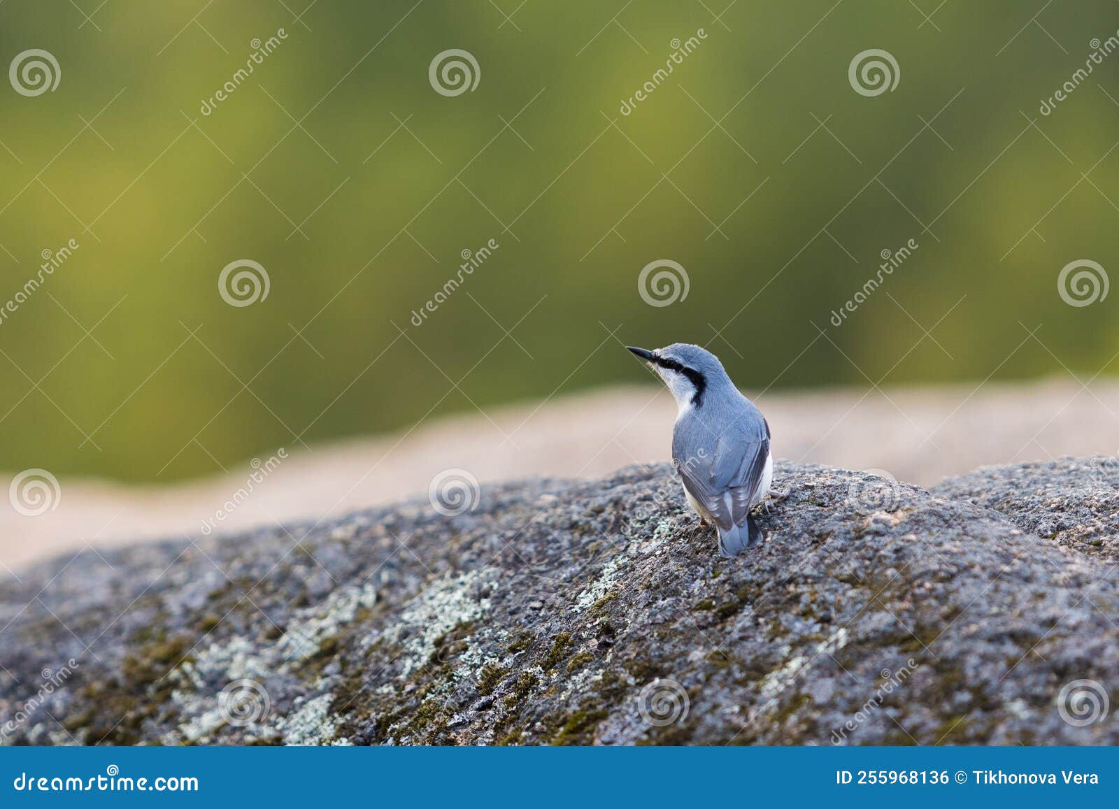 Nuthatch bird on stone stock photo. Image of ecology - 255968136