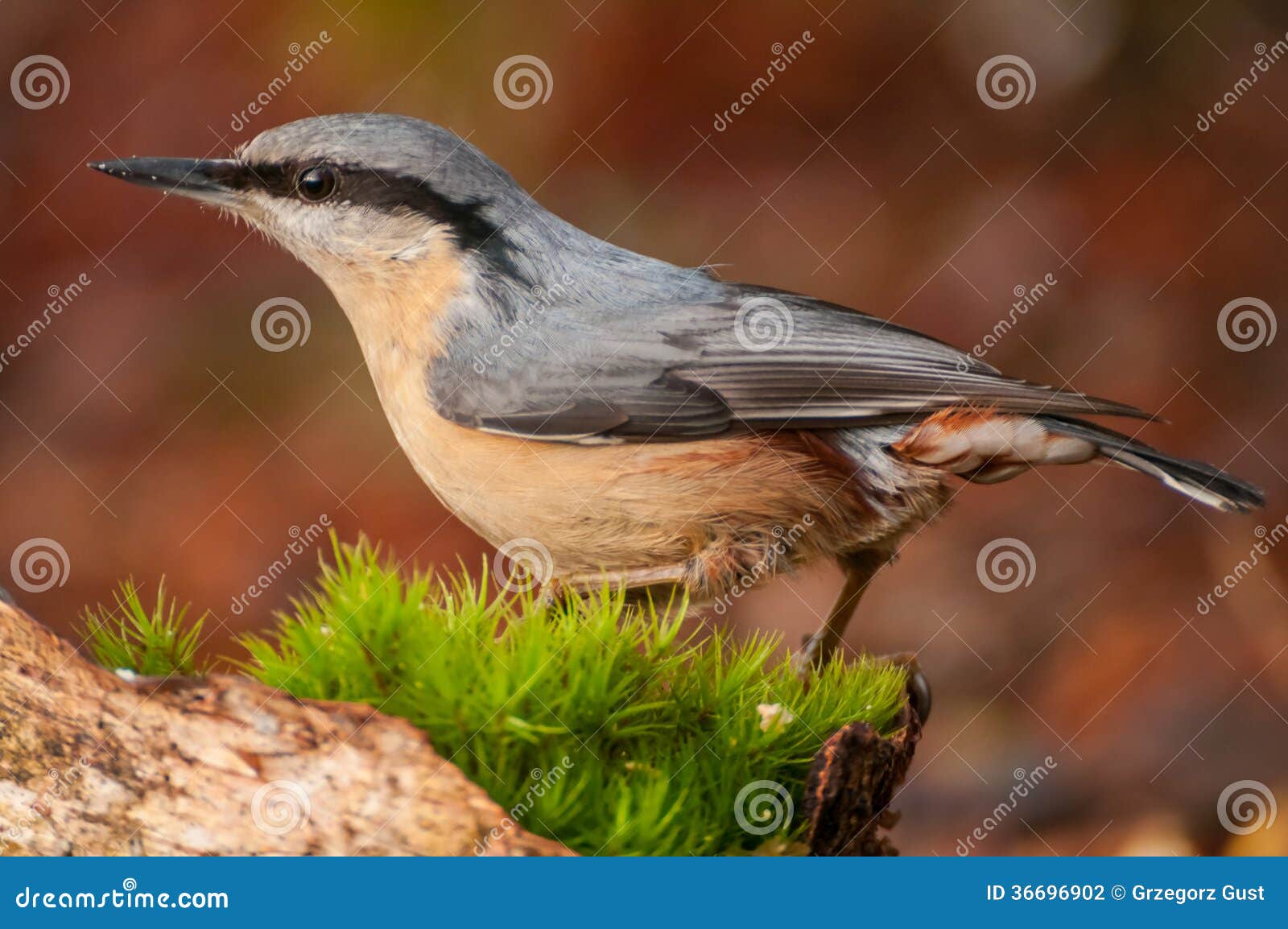 Nuthatch stock photo. Image of treecreeper, feather, color - 36696902