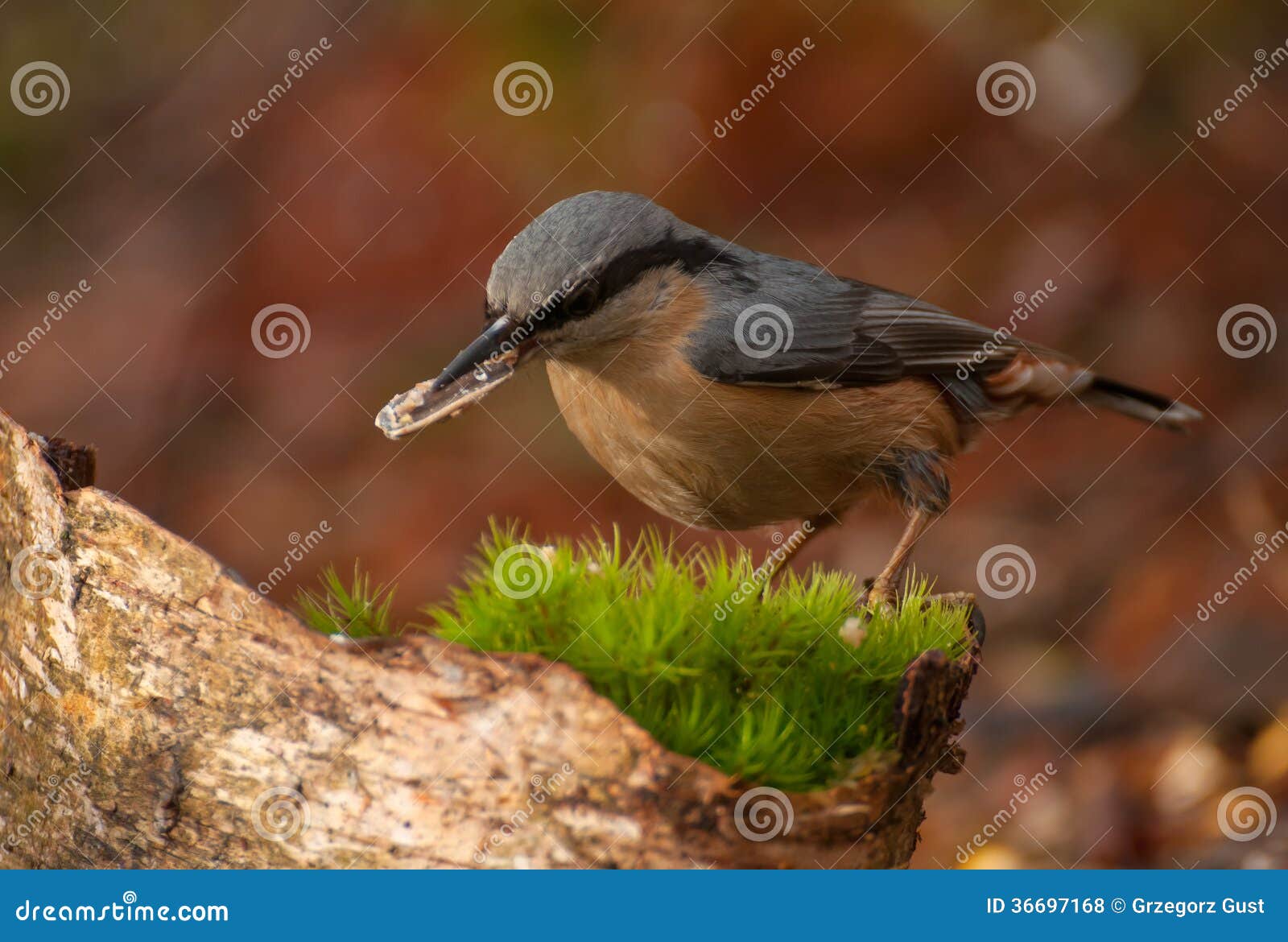 Nuthatch stock photo. Image of beautiful, europaea, cold - 36697168