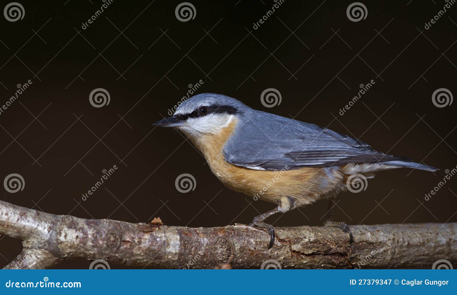 Nuthatch with Black Background Stock Image - Image of masked, cirl ...