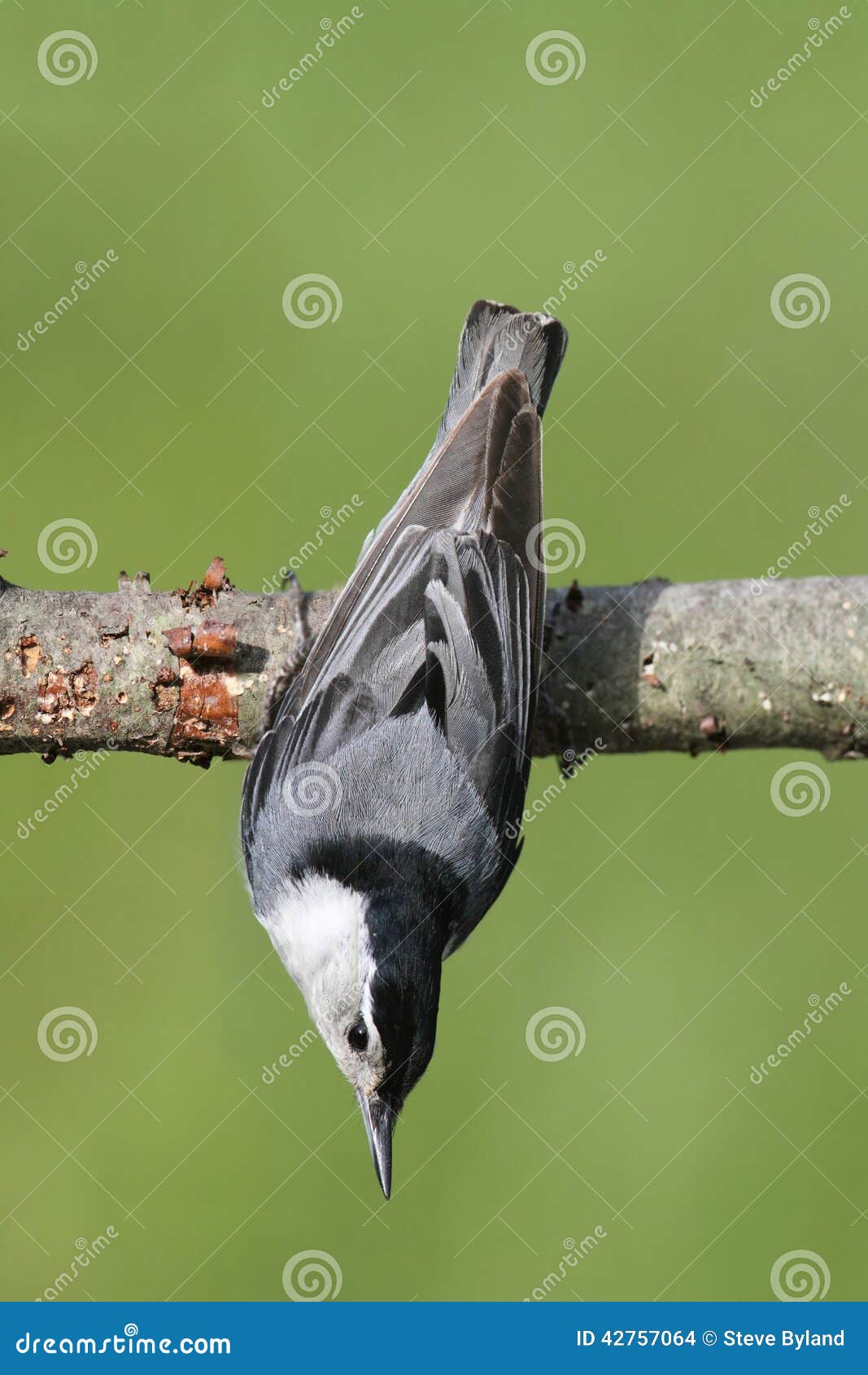 Nuthatch On A Branch stock photo. Image of white, wild - 42757064