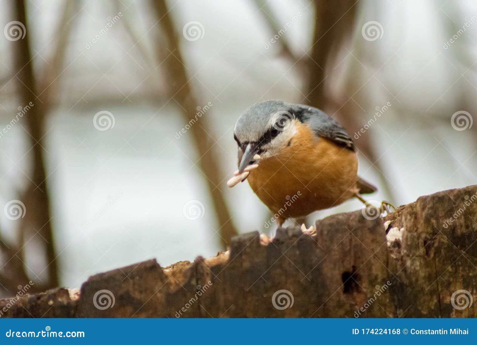 Nuthatch Burd in Nature Wildlife Stock Photo - Image of europaea ...