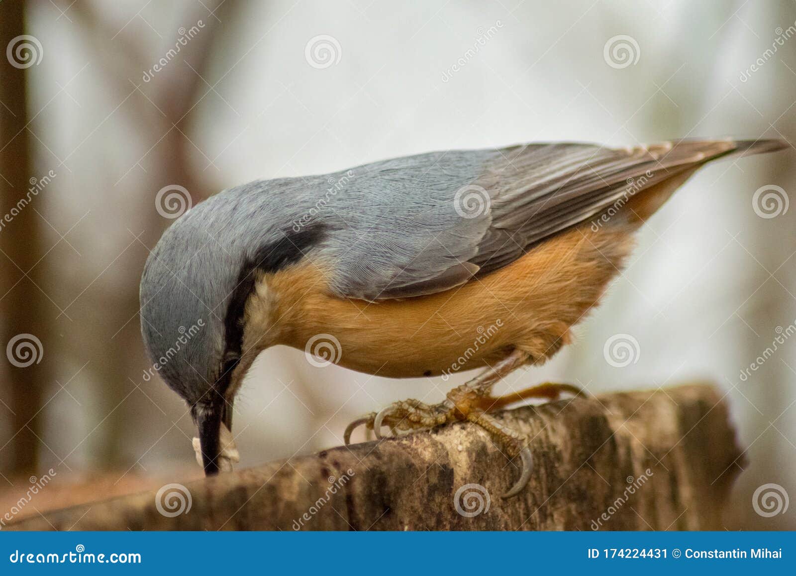 Nuthatch Burd in Nature Wildlife Stock Image - Image of europe, moment ...
