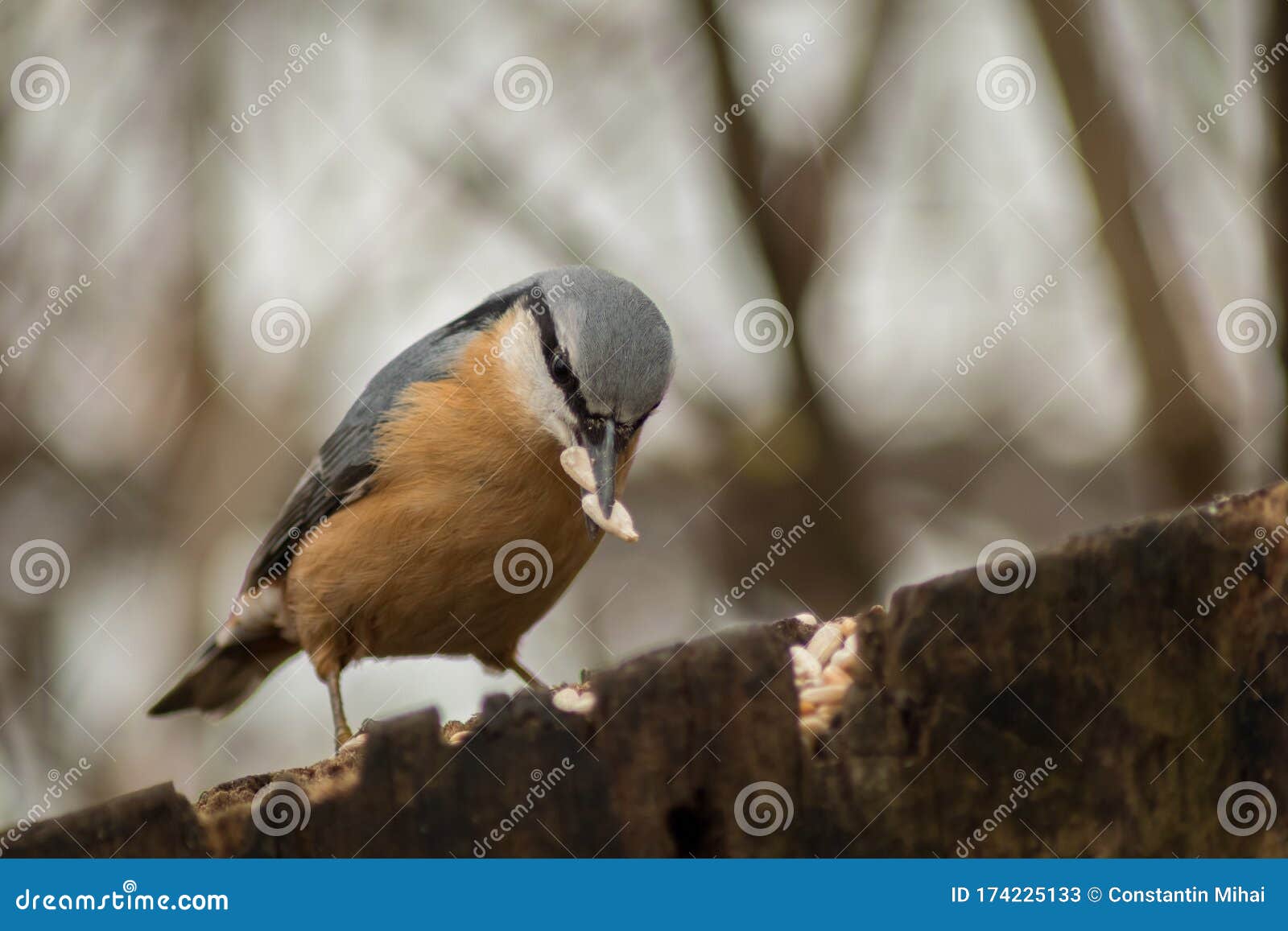 Nuthatch Burd in Nature Wildlife Stock Image - Image of burd, beautiful ...