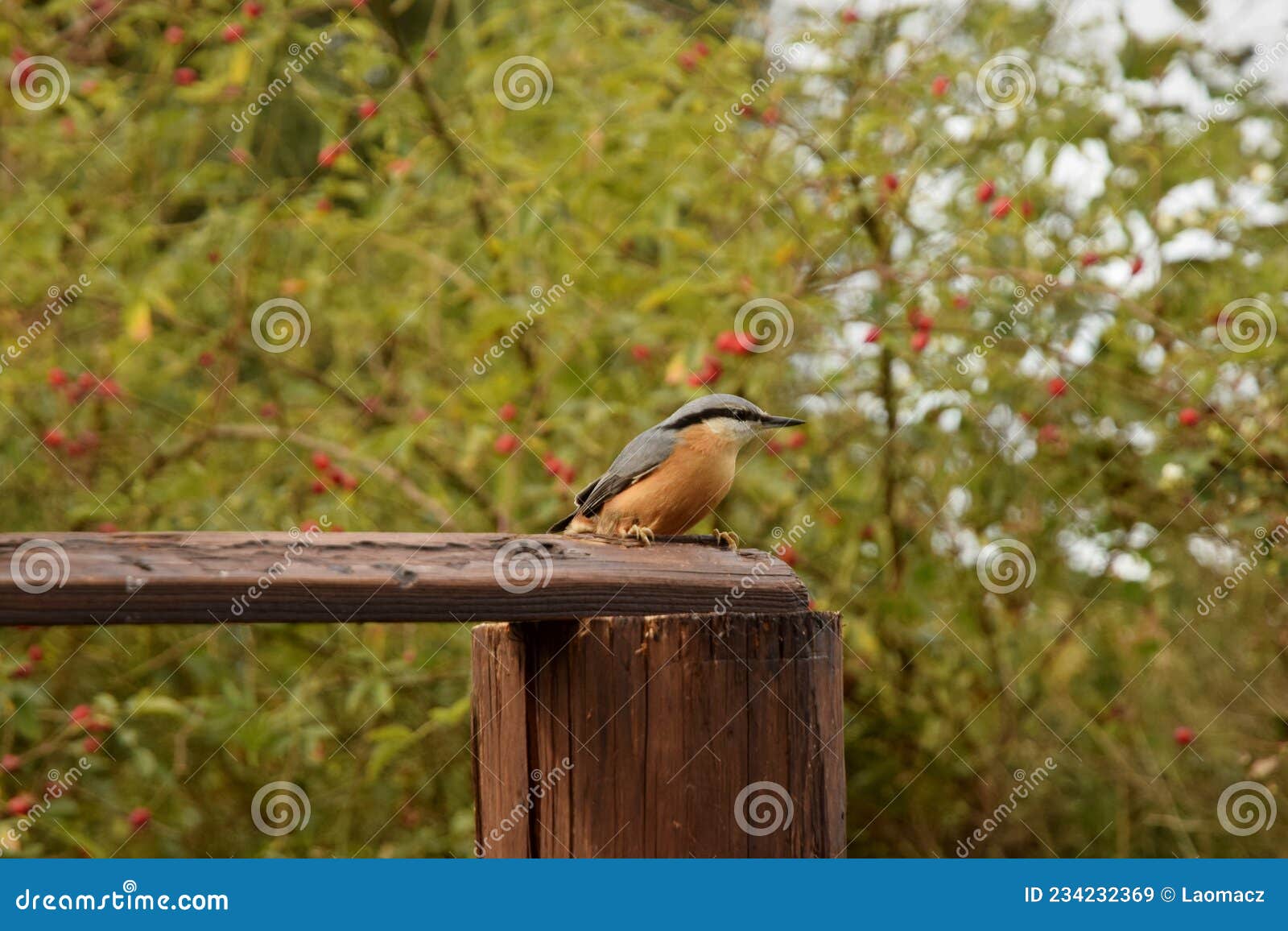The Nuthatch Standing on the Top of the Carpet Beating Rack. Stock ...