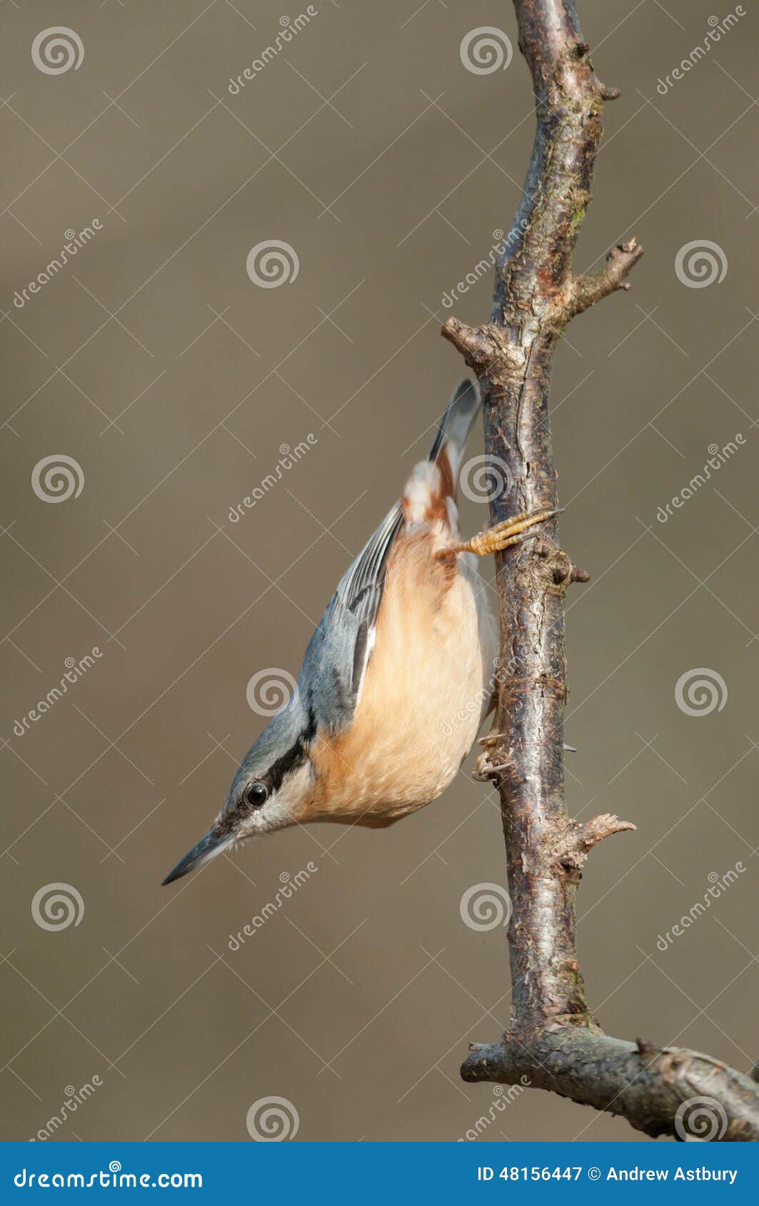 Nuthatch stock image. Image of nature, bird, feathers - 48156447