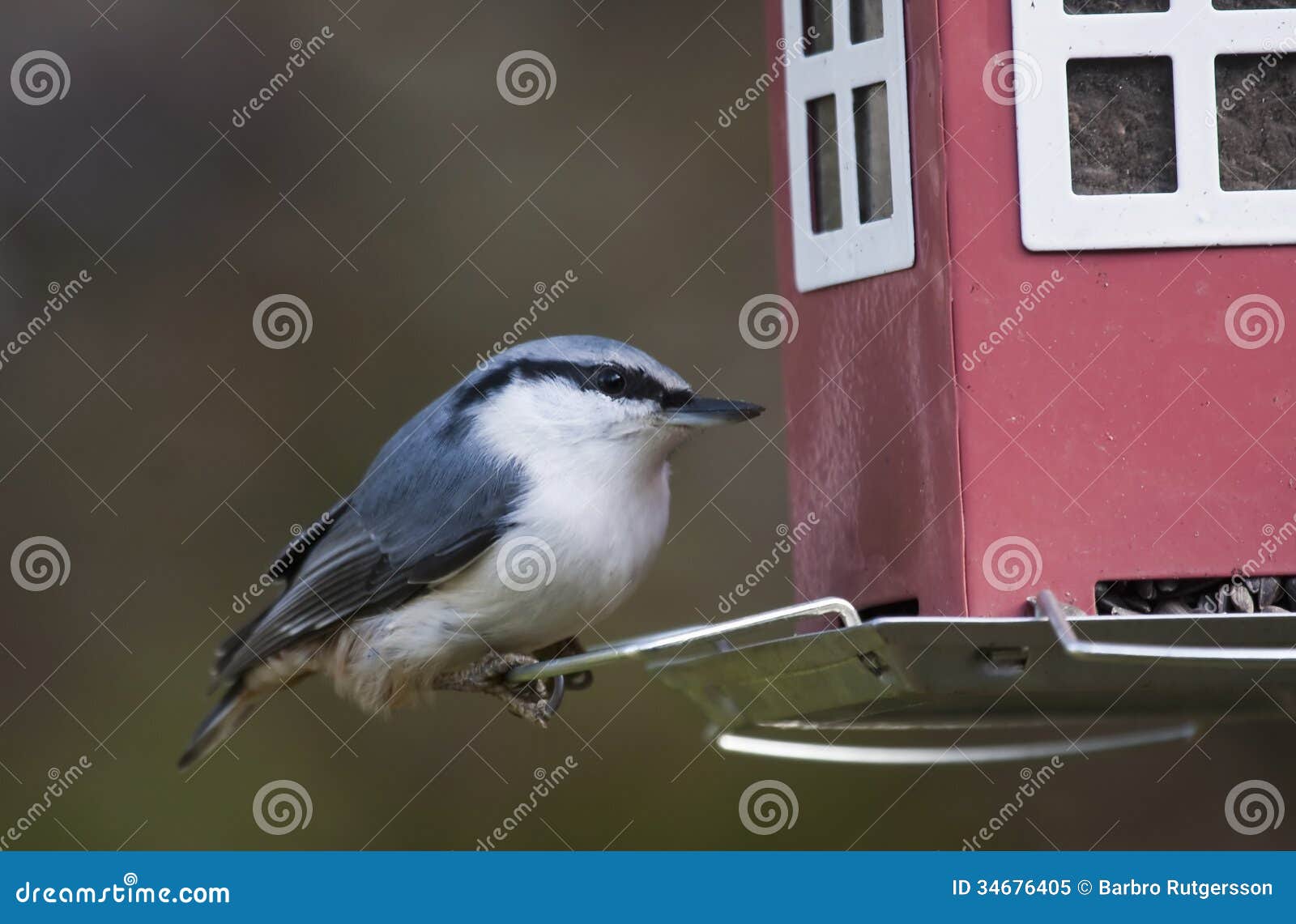 Nuthatch stock image. Image of wild, nuthatch, bird, feeder - 34676405