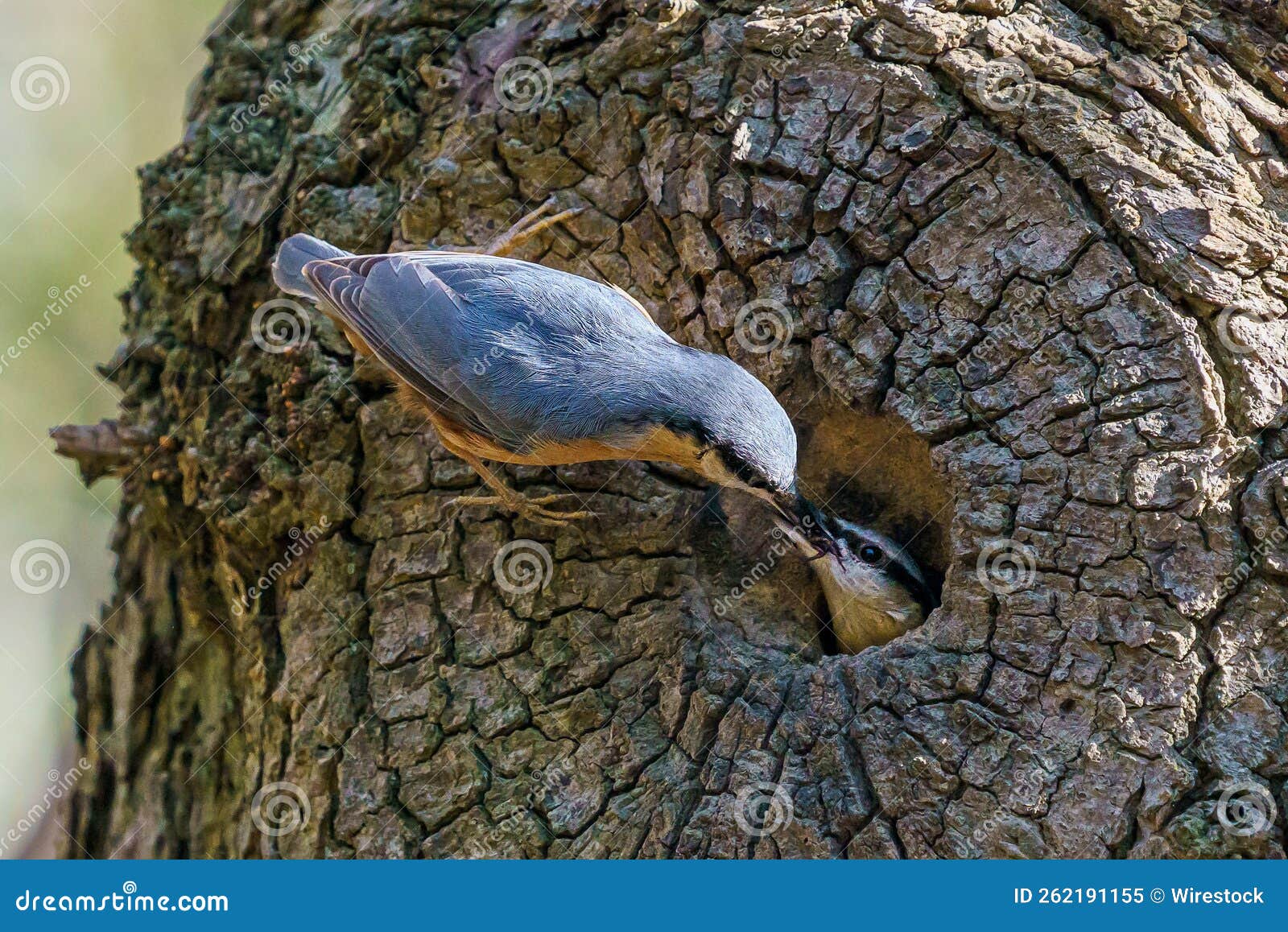 Nuthatch feeding partne stock image. Image of insect - 262191155