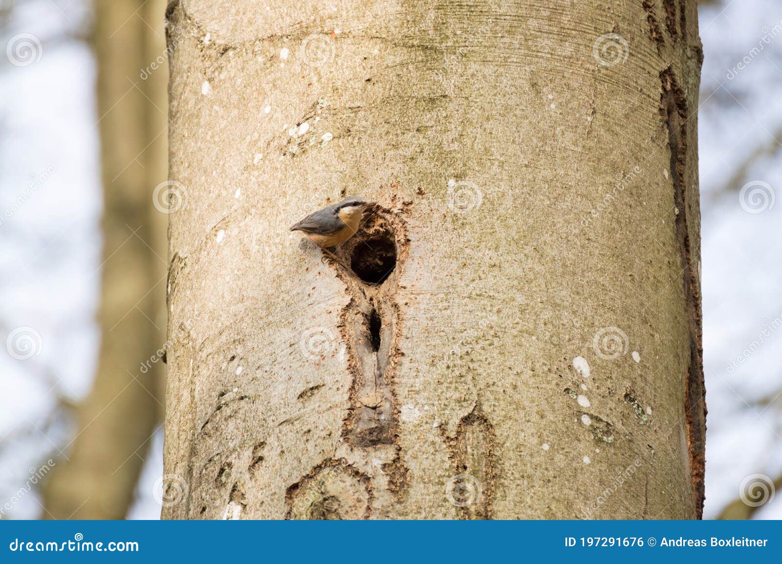 Nuthatch in Front of Its Hole in a Tree Stock Photo - Image of brown ...