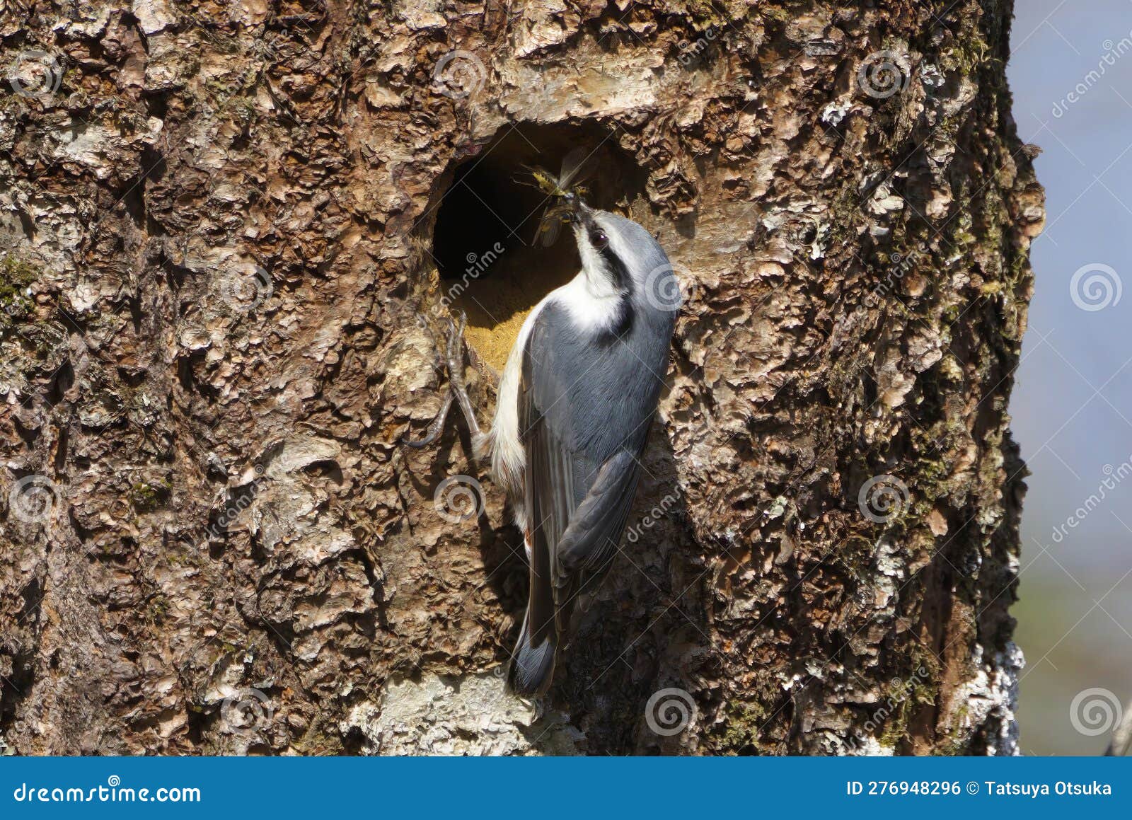 A Nuthatch and Its Burrow in the Tree Stock Photo - Image of forest ...