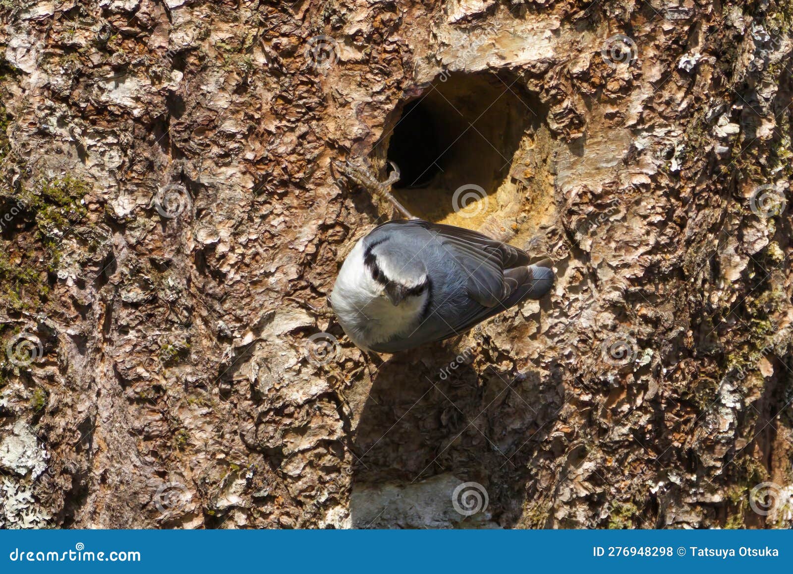 A Nuthatch and Its Burrow in the Tree Stock Photo - Image of outdoor ...