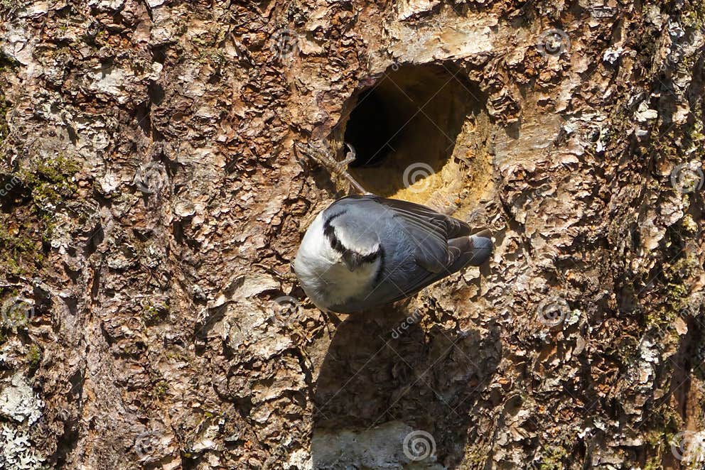 A Nuthatch and Its Burrow in the Tree Stock Photo - Image of outdoor ...