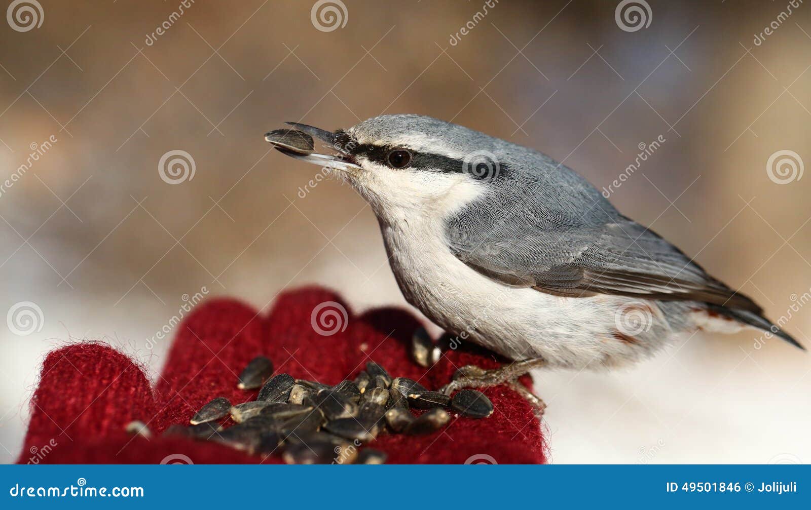 Nuthatch stock photo. Image of cold, faith, fingers, blur - 49501846