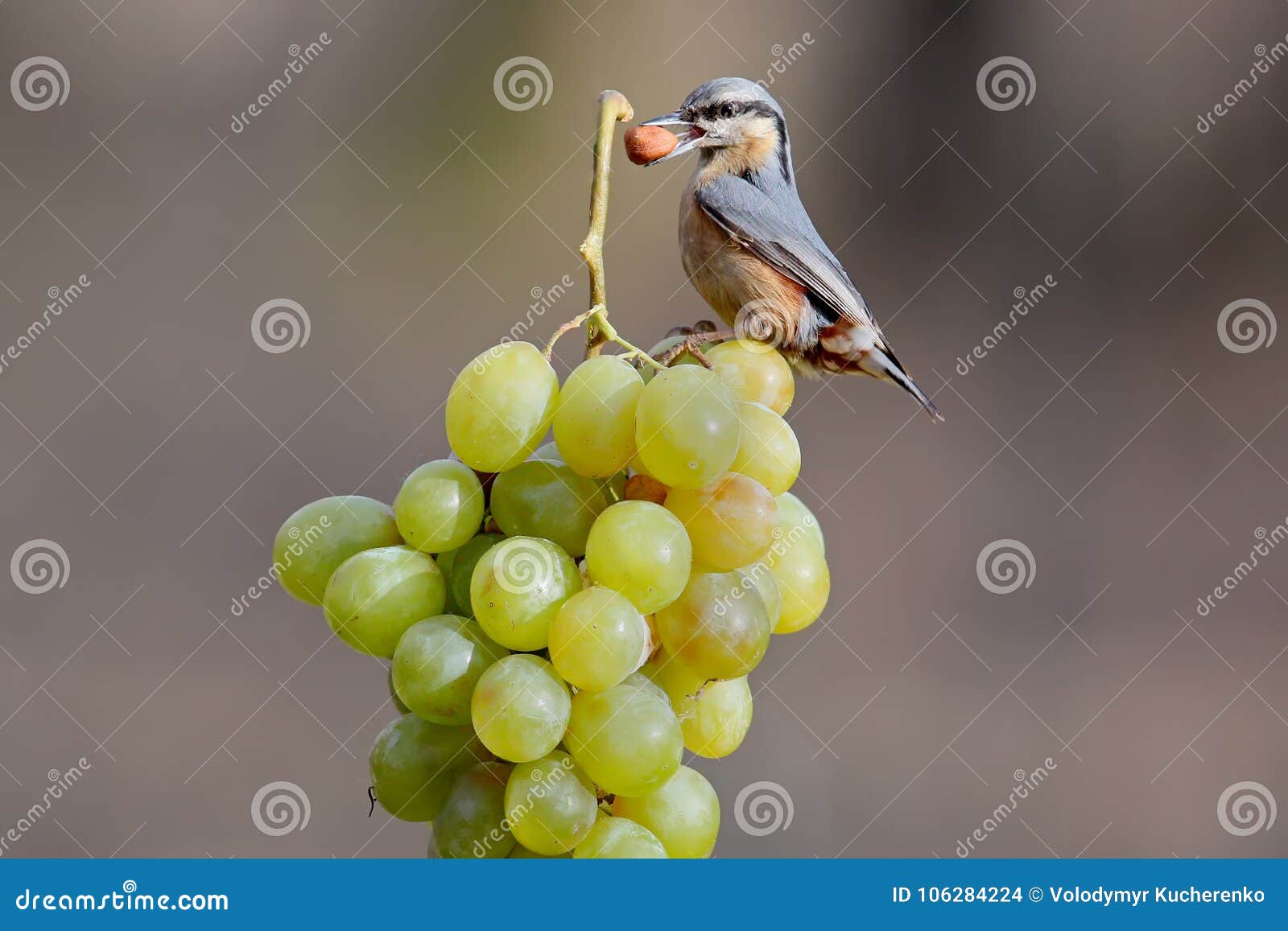 Nuthatch with a Nut in Its Beak Sits on a Bunch of White Grapes. Stock ...