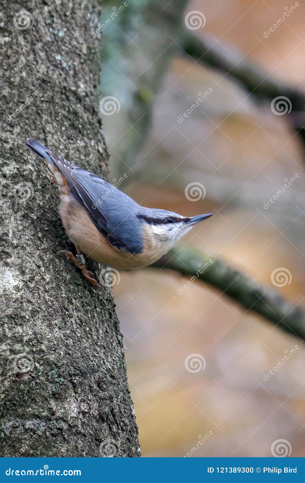 Nuthatch perched on a tree stock photo. Image of fauna - 121389300