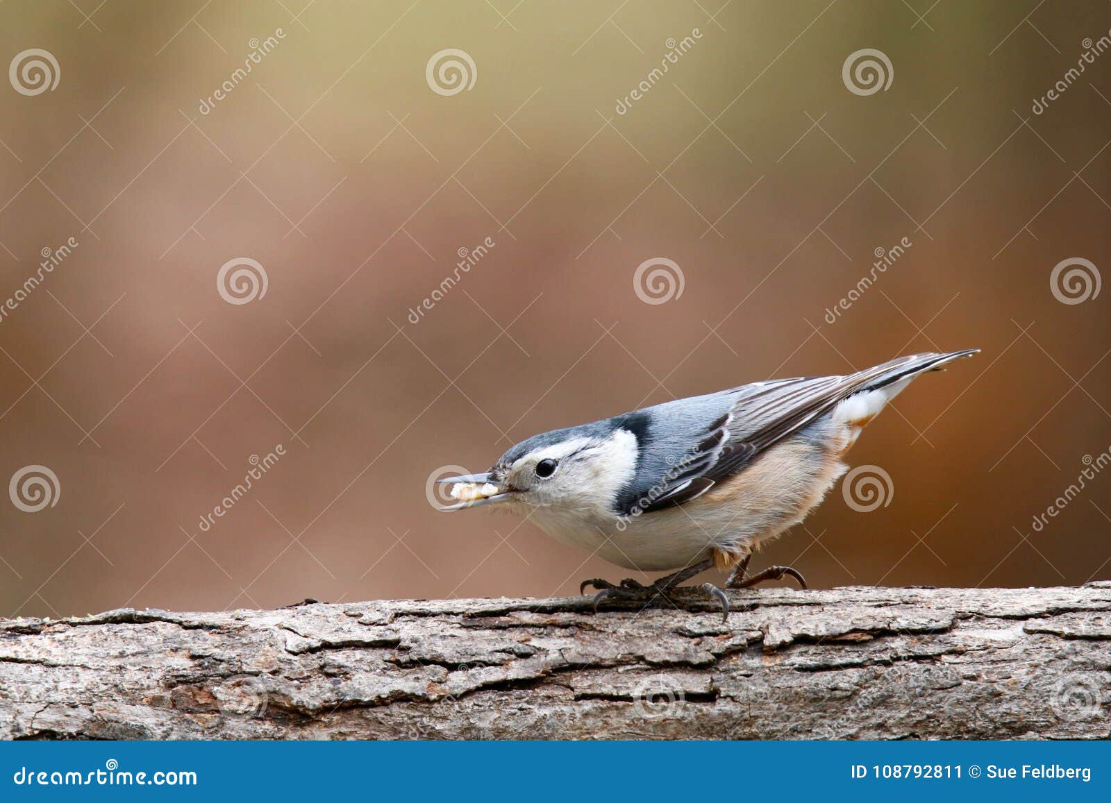 Nuthatch Perching on a Branch in Fall Stock Image - Image of nuthatch ...