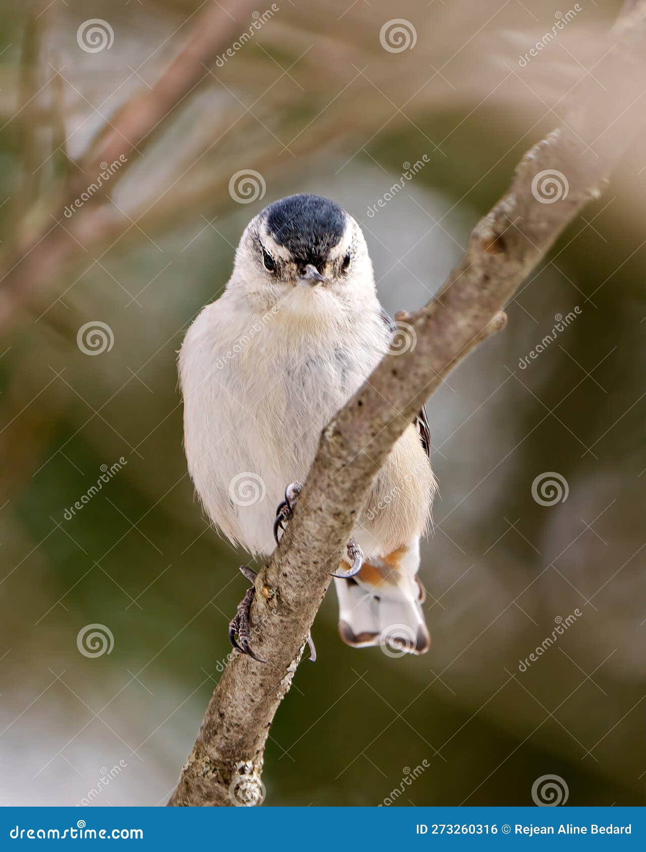 Nuthatch Photo and Image. Nuthatch Close-up Profile View Displaying ...