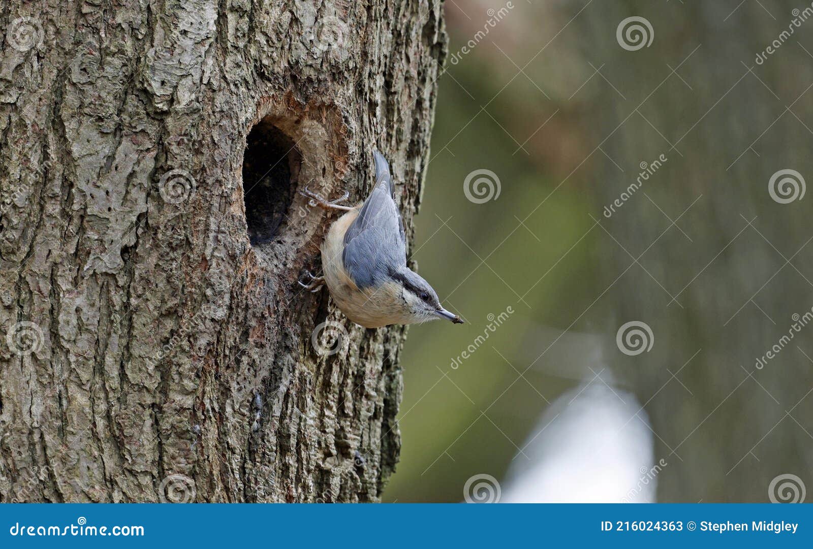 Nuthatch Preparing the Nest Site Stock Image - Image of british, nests ...