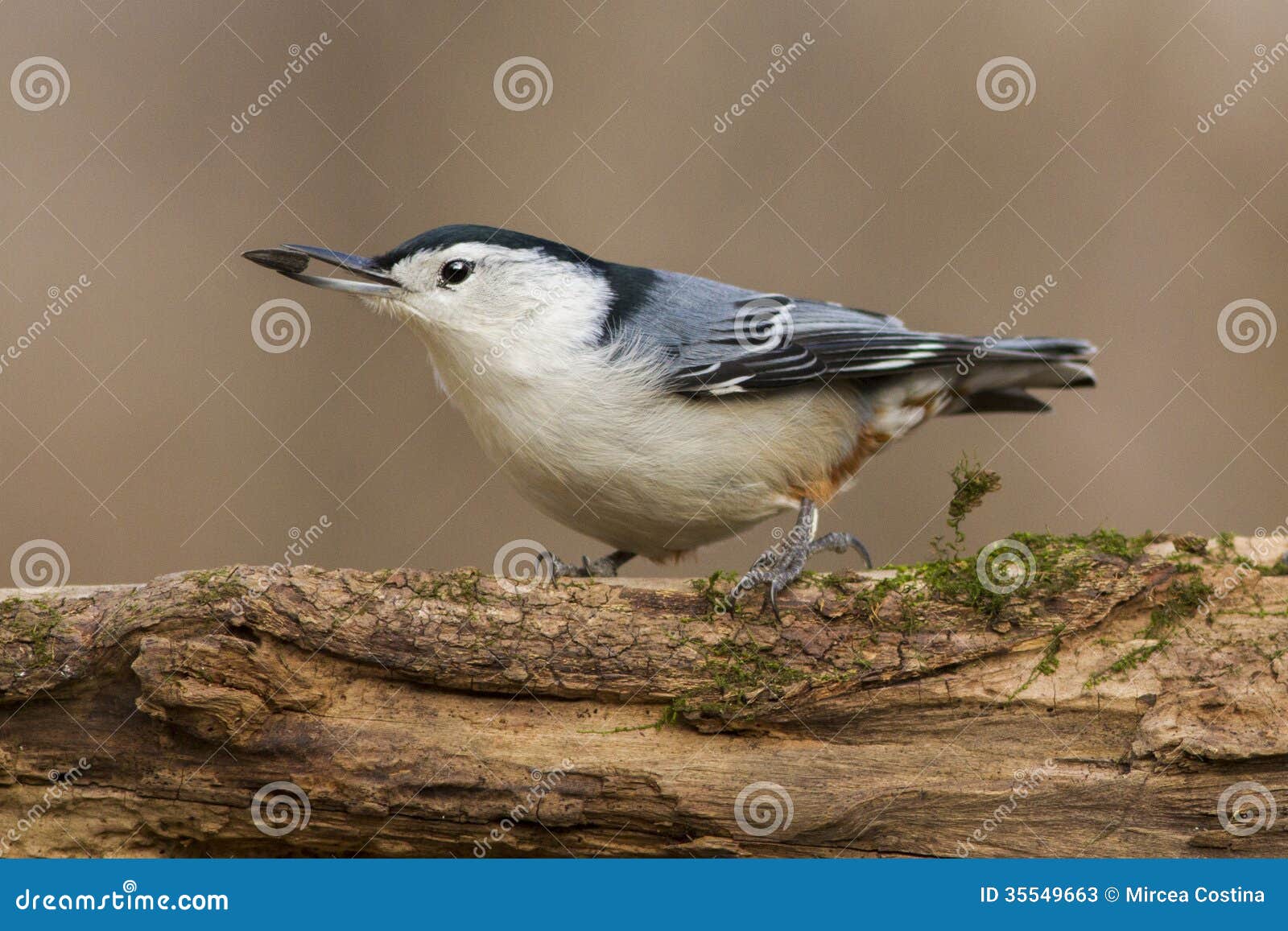 Nuthatch With Seeds In Beak Stock Image - Image of feeding, perch: 35549663