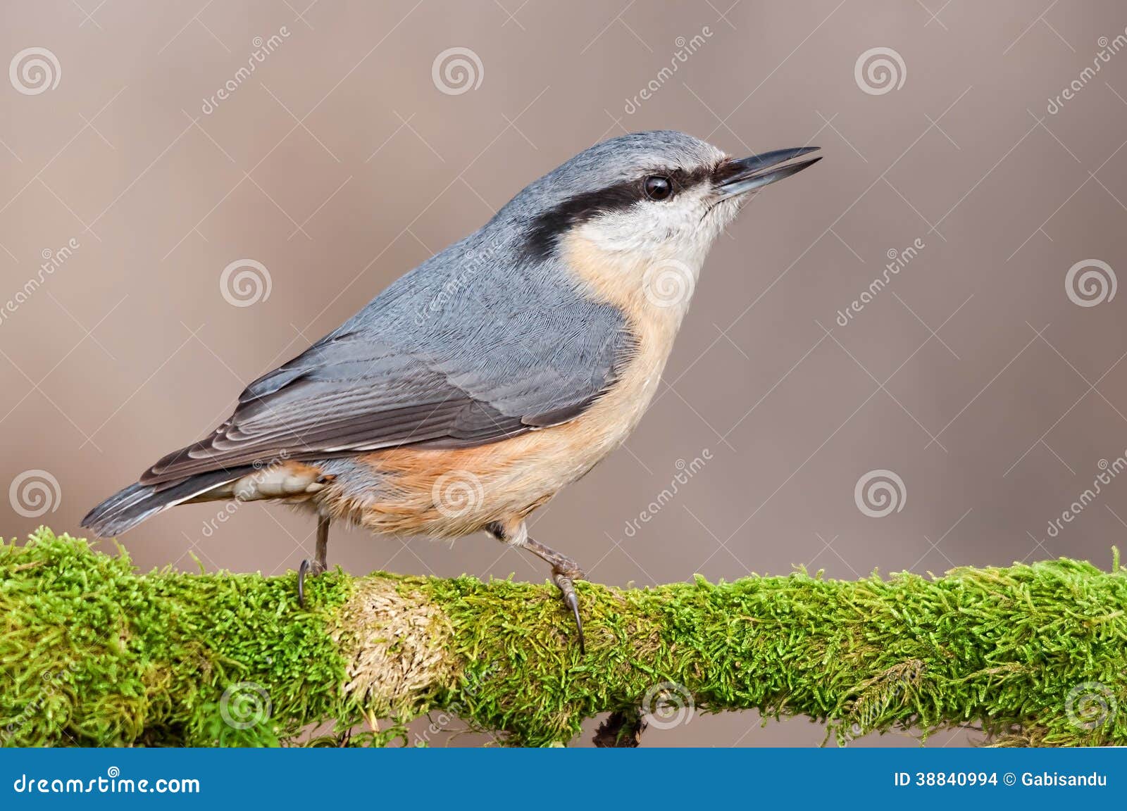 Nuthatch stock photo. Image of eating, perched, urban - 38840994