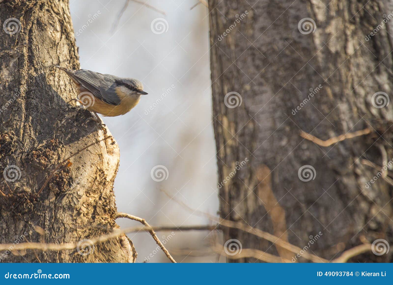 Nuthatch stock photo. Image of canadensis, orange, color - 49093784