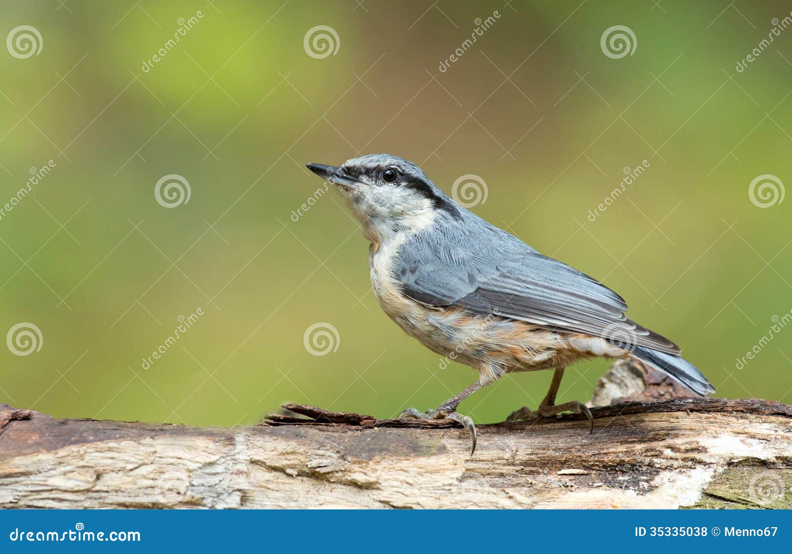 Nuthatch stock photo. Image of plumage, feather, forrest - 35335038
