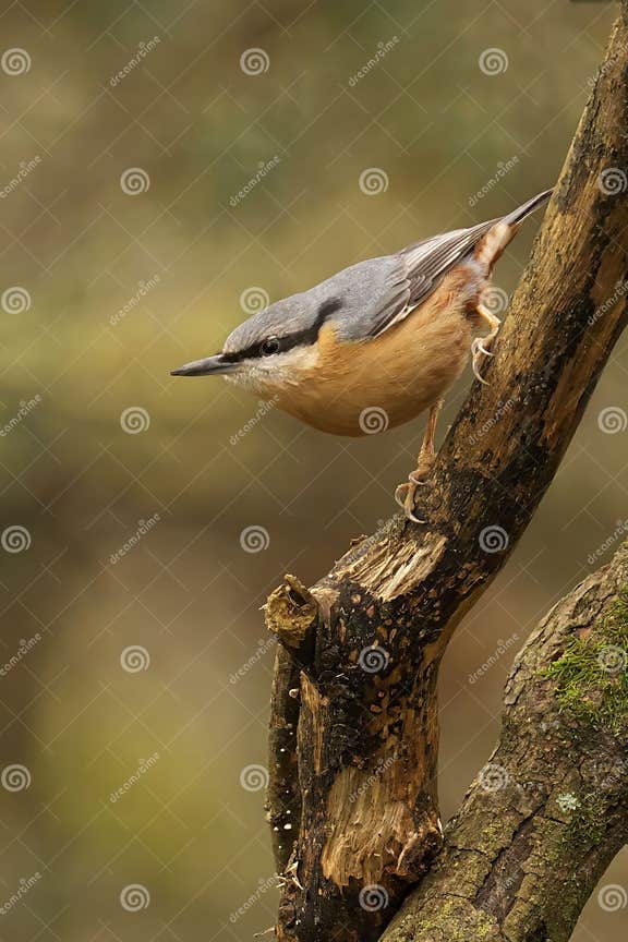 Nuthatch on a tree branch stock image. Image of avian - 352834813