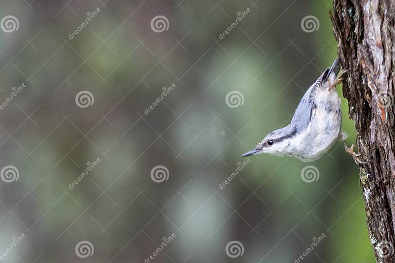 A Nuthatch on a Tree on a Green Background Stock Photo - Image of ...