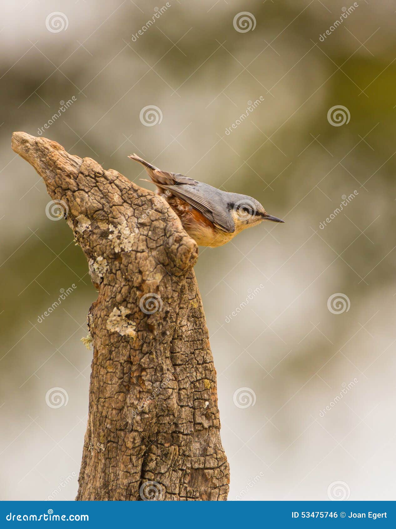 Nuthatch on a tree-log stock photo. Image of european - 53475746
