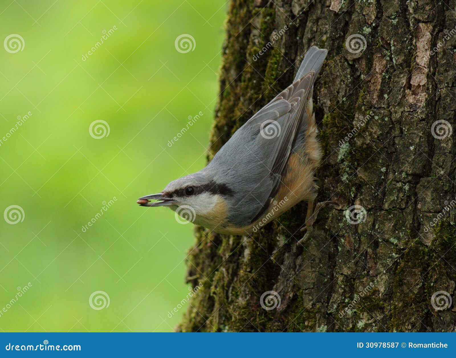 Nuthatch on tree stock image. Image of sitting, nuthatch - 30978587