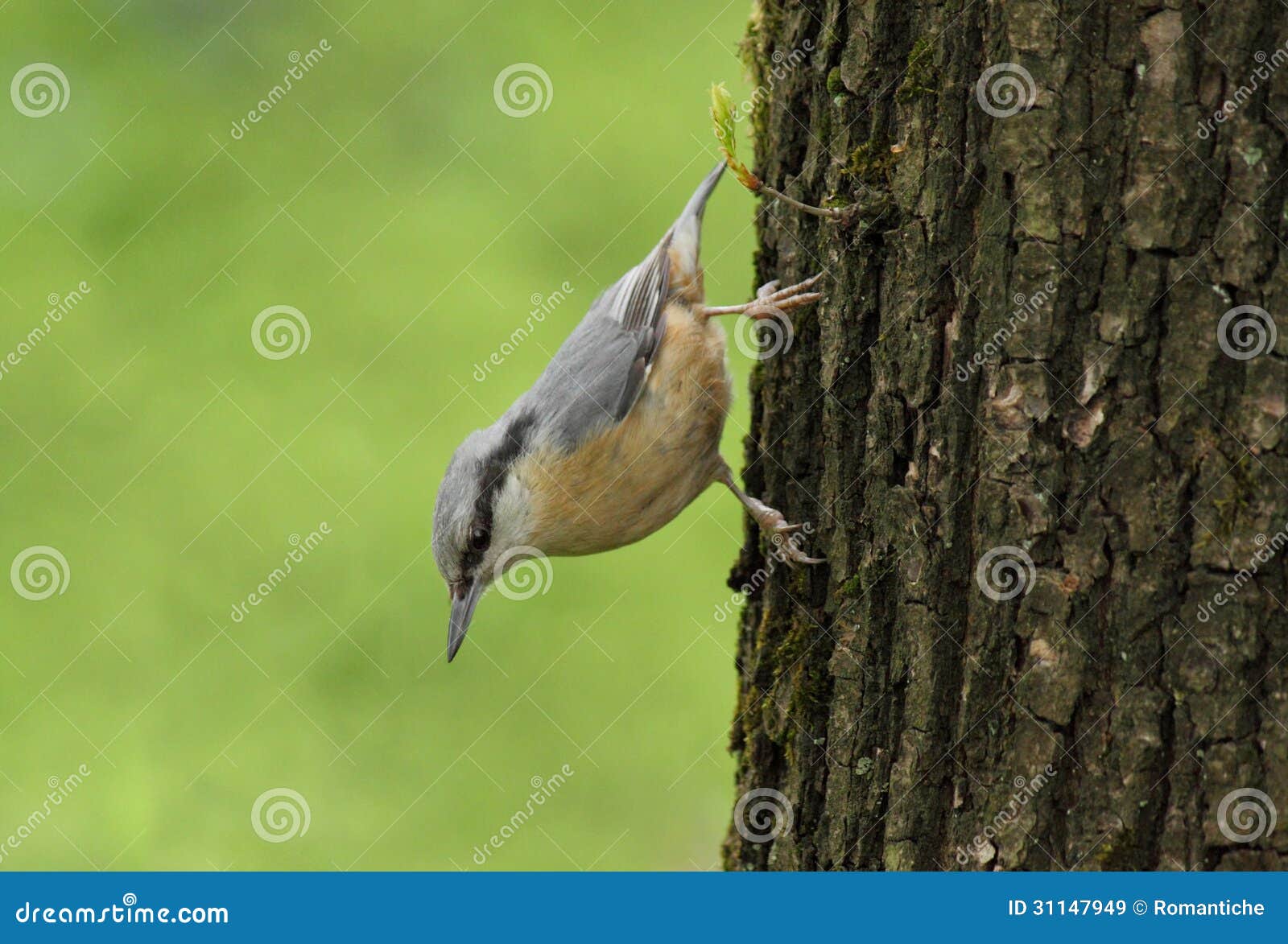 Nuthatch on tree stock image. Image of sitting, animal - 31147949