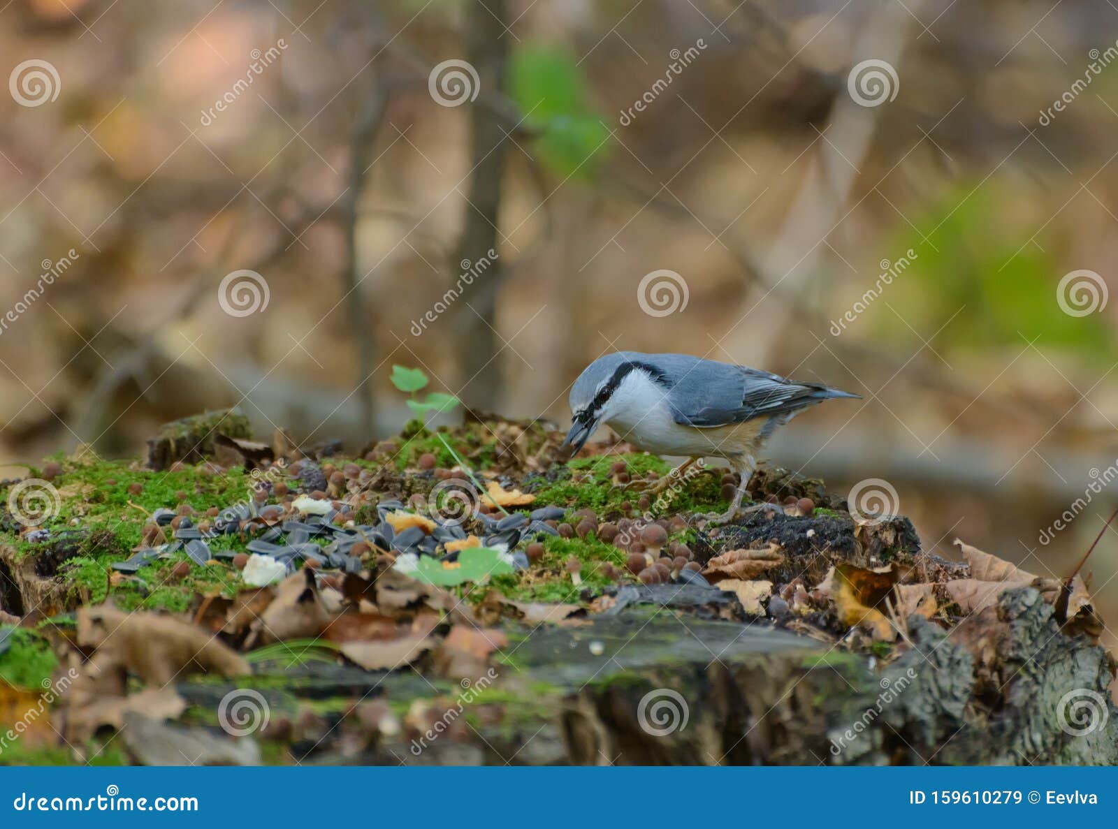 Nuthatch on the Tree Stump. Stock Image - Image of white, nuthatch ...