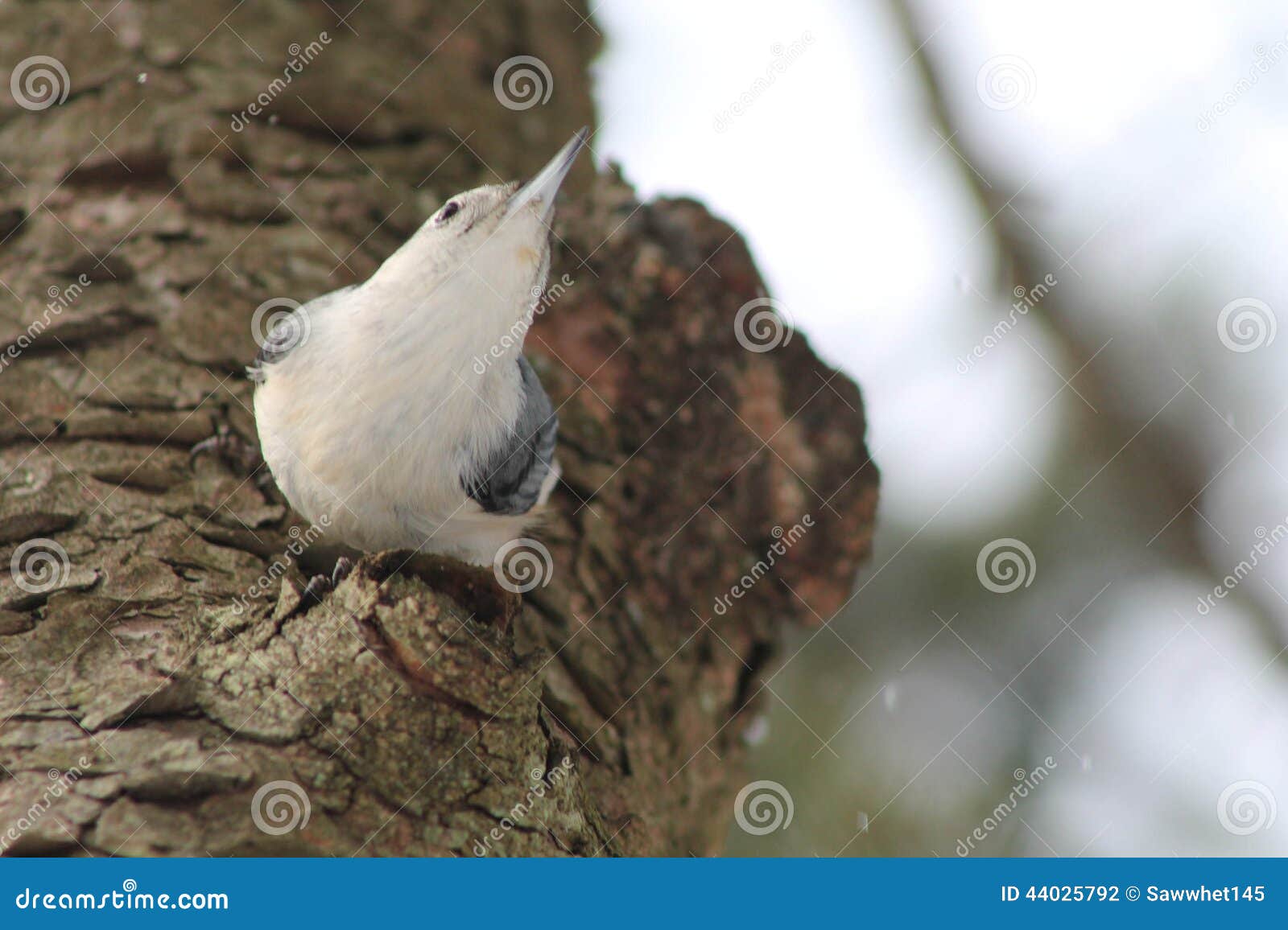 Nuthatch on tree stock photo. Image of interesting, breasted - 44025792