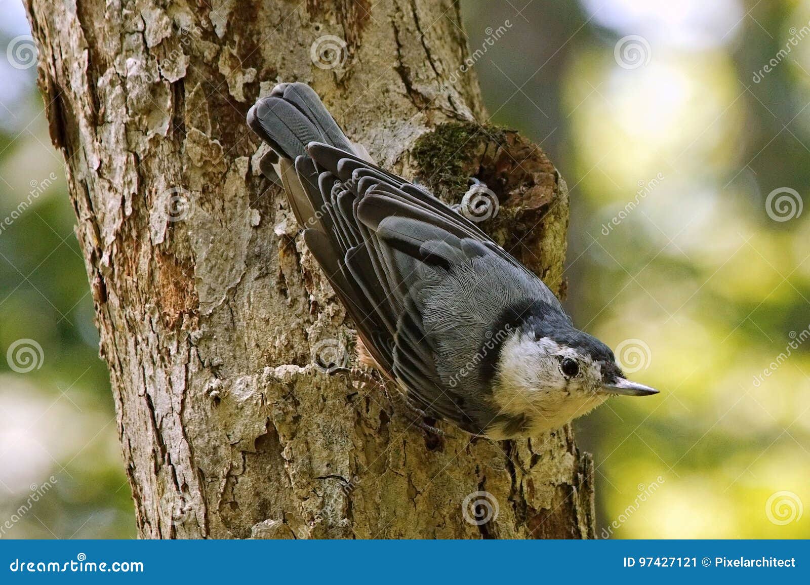 Nuthatch on Tree stock image. Image of white, beak, nuthatch - 97427121